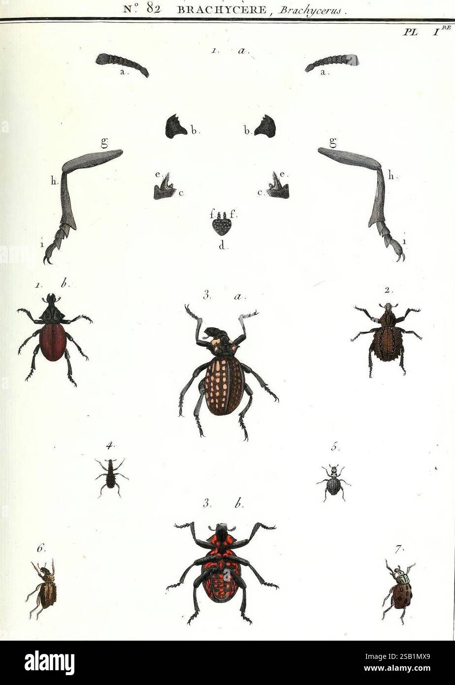 Main beetle figures hi-res stock photography and images - Alamy