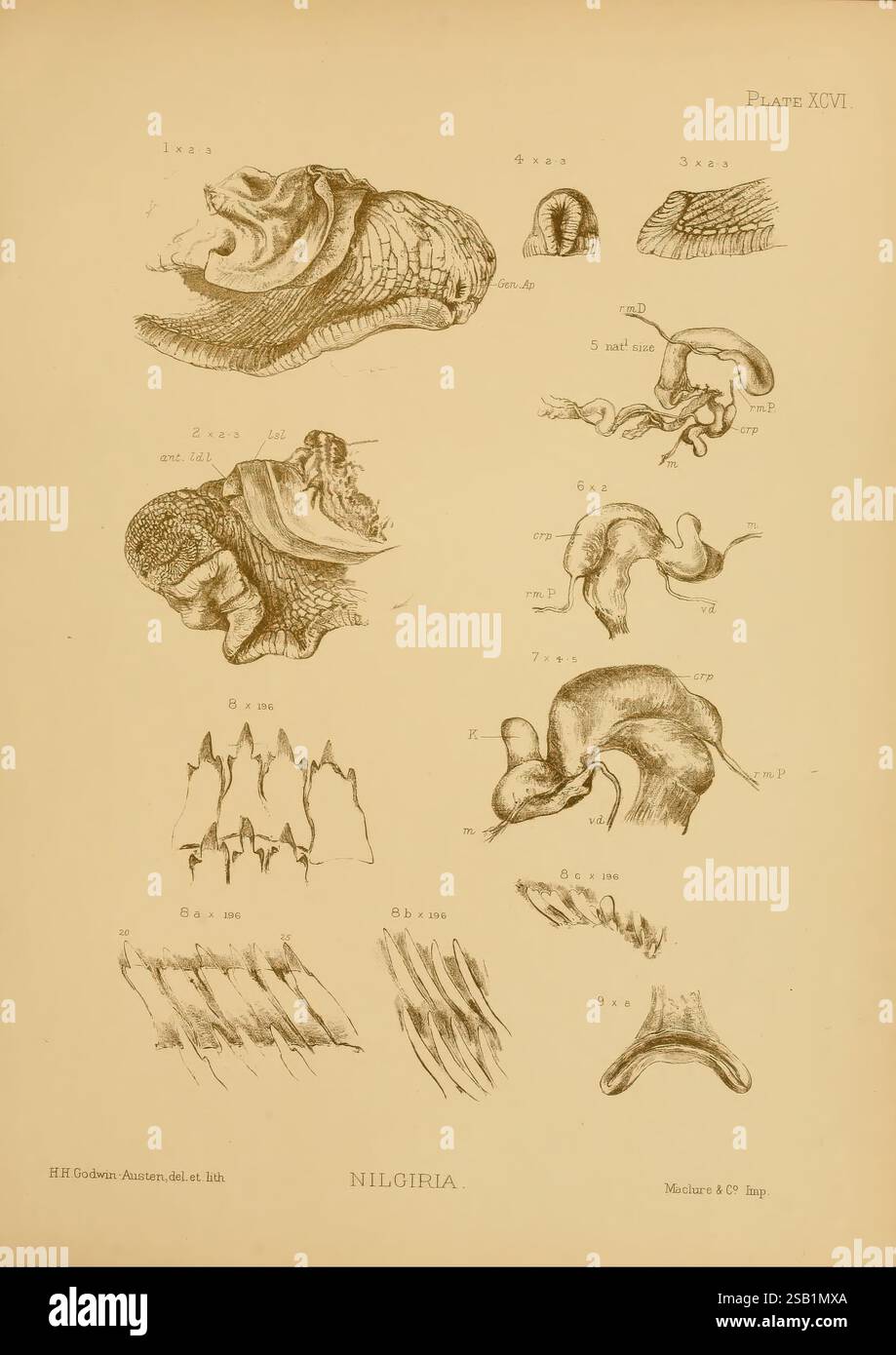 Land, and, freshwater, Mollusca, of, India, London, Taylor and, Francis ...