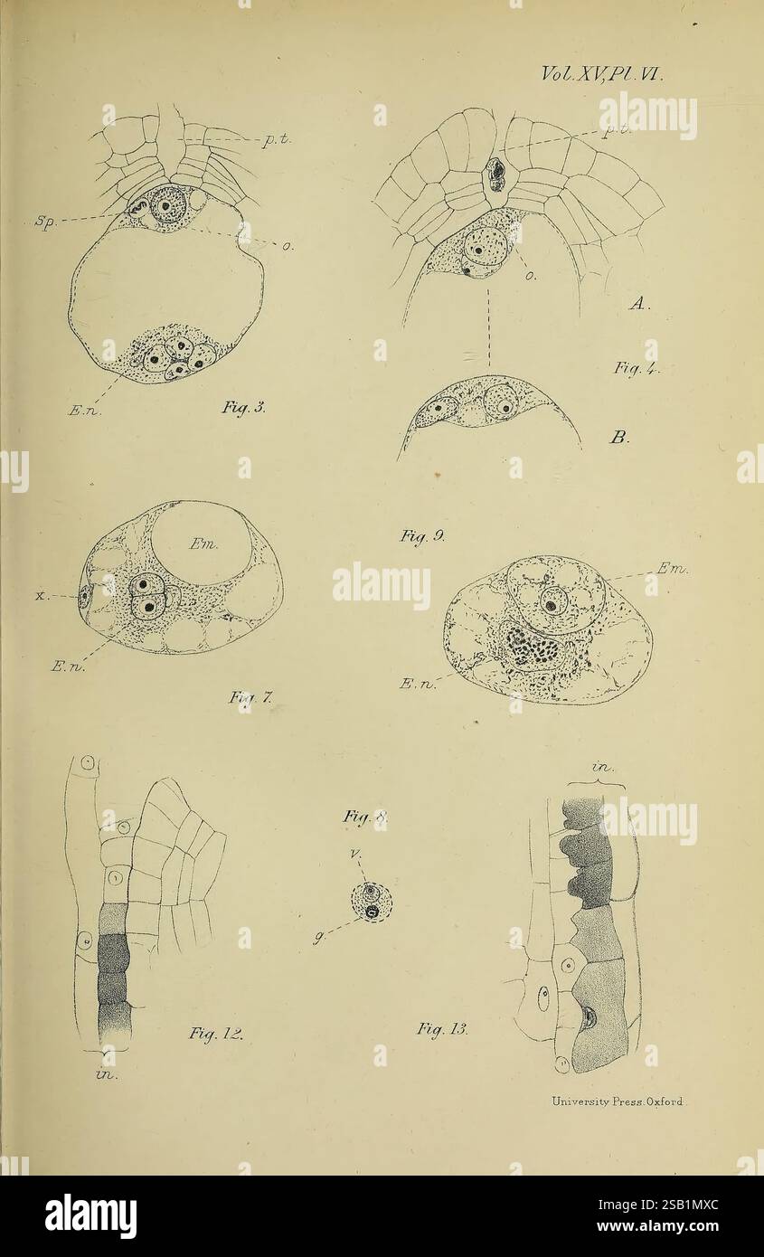 Annals of Botany, London, botany, periodicals, plants, The illustration ...