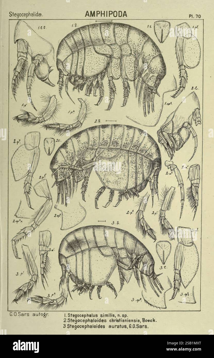 Drawing highlights distinct morphological characteristics hi-res stock ...