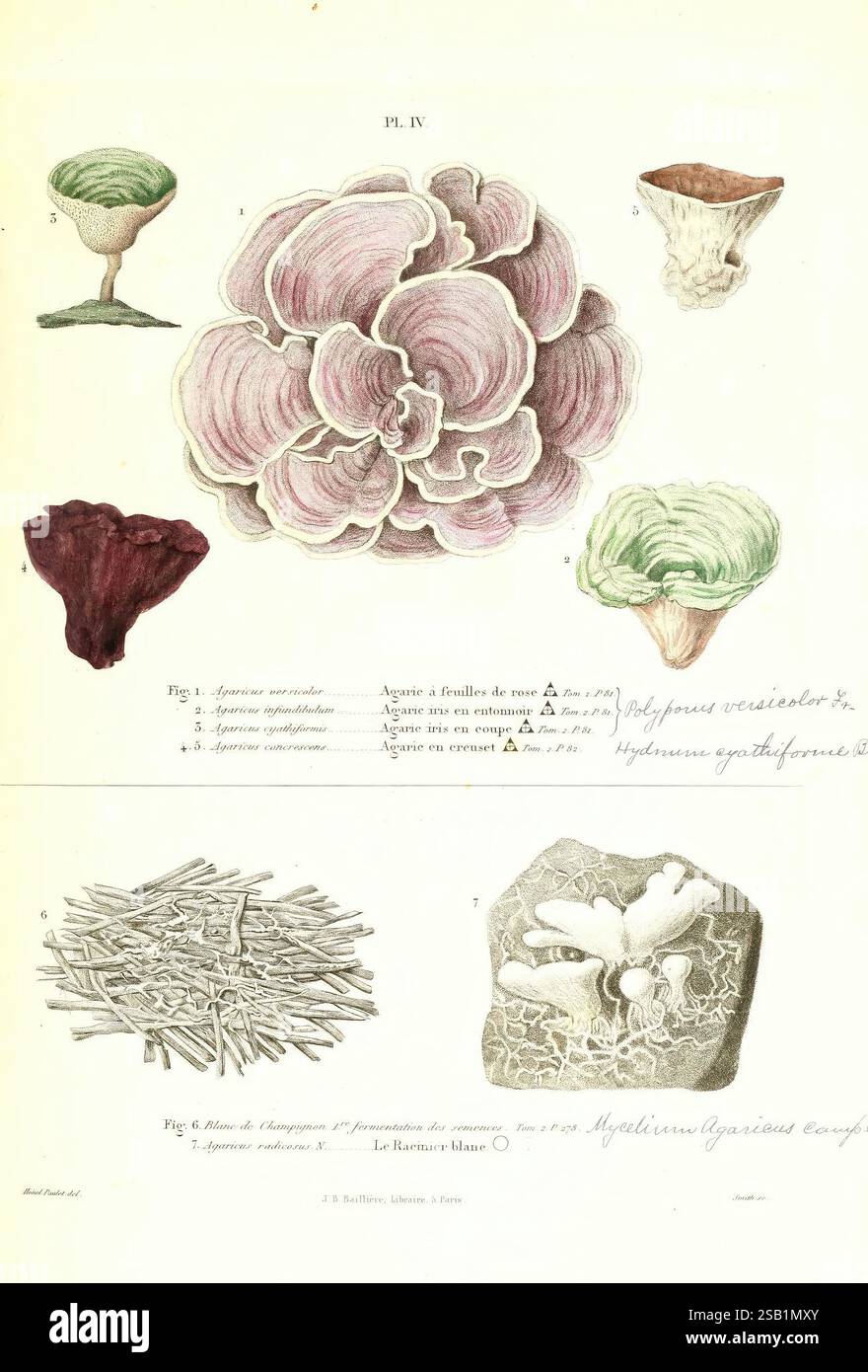 Iconographie des champignons de Paulet, New York, H. Baillière, 1855 ...