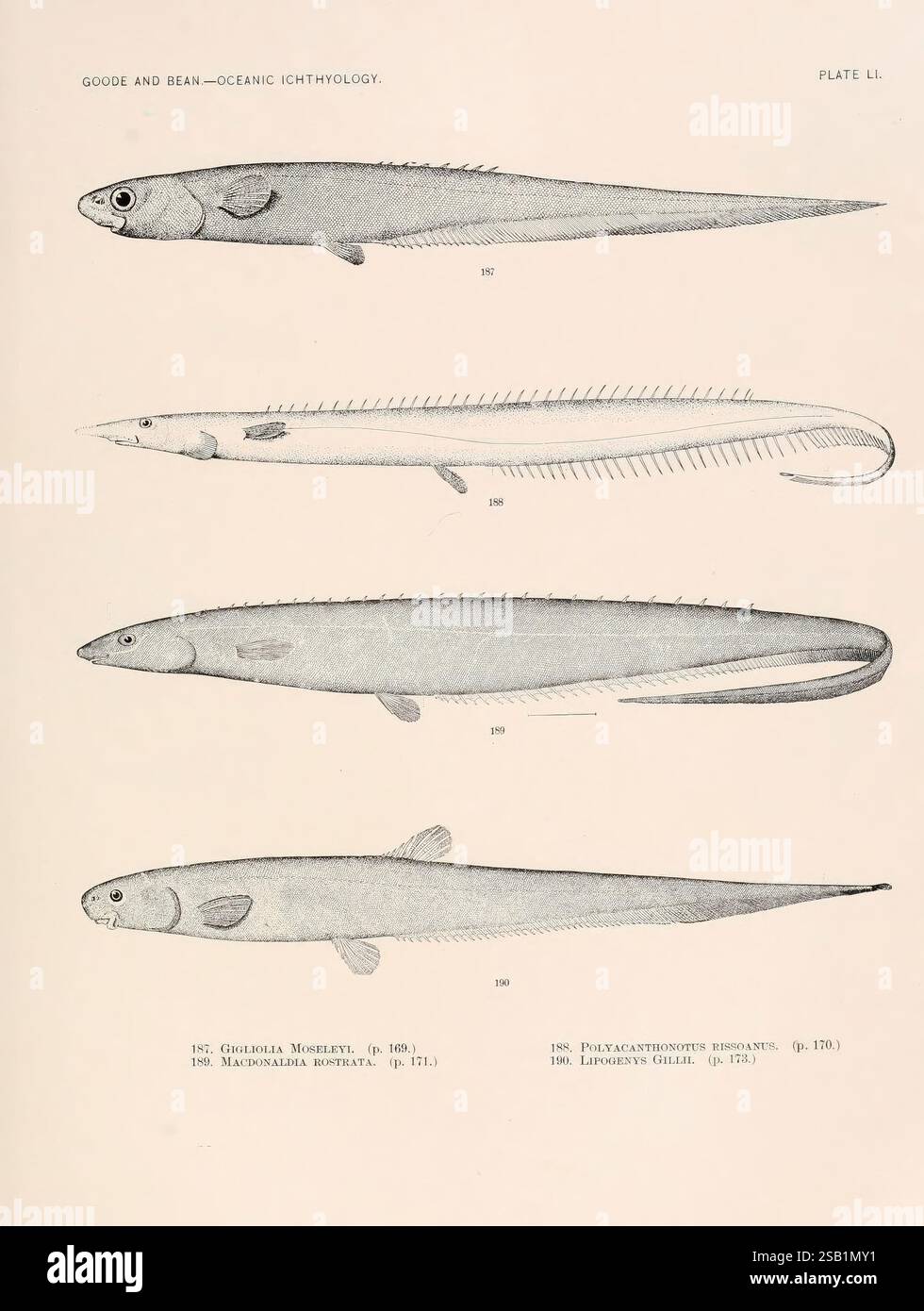 Bottom illustration depicts hi-res stock photography and images - Alamy