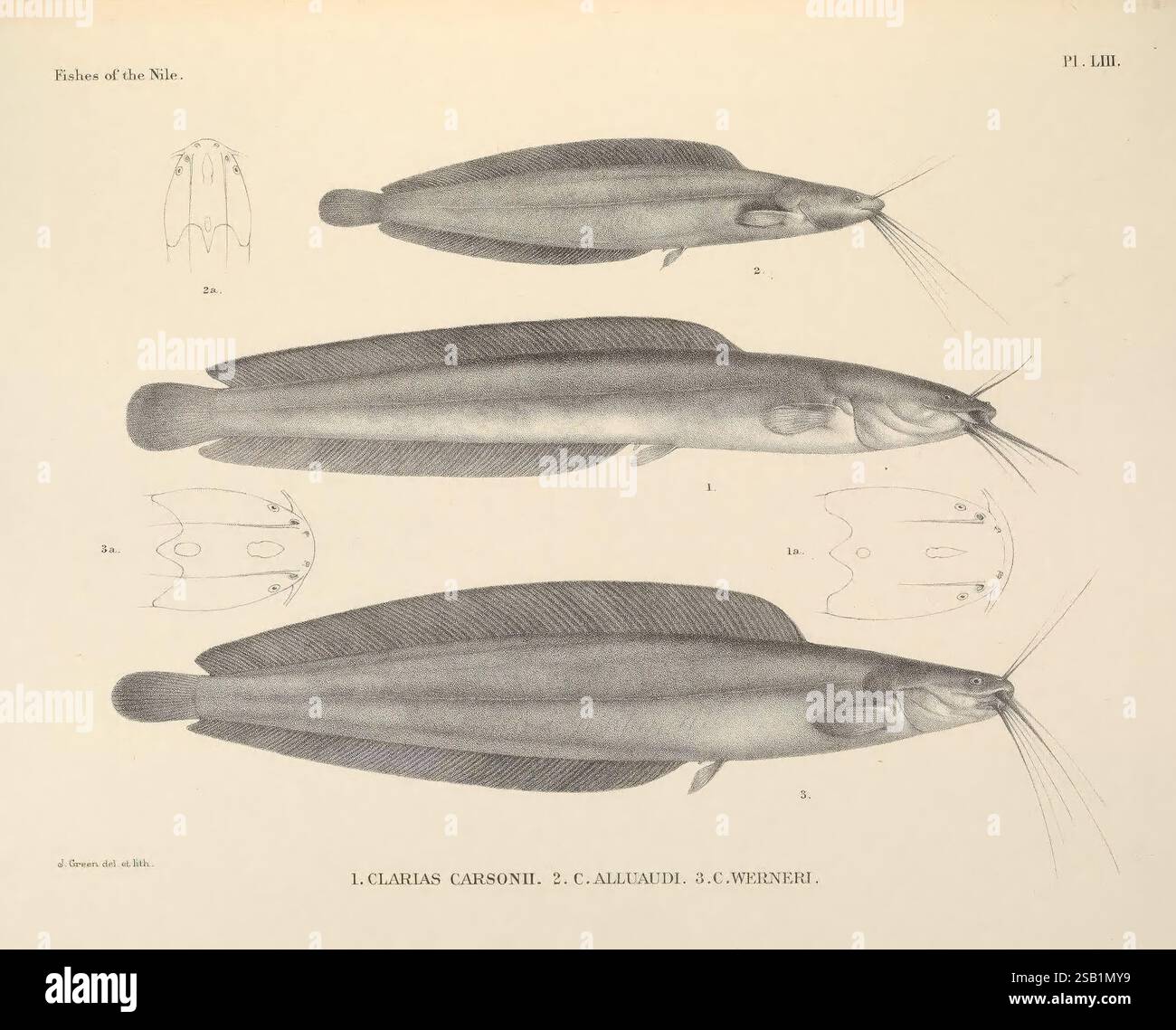 Diversity within catfish hi-res stock photography and images - Alamy