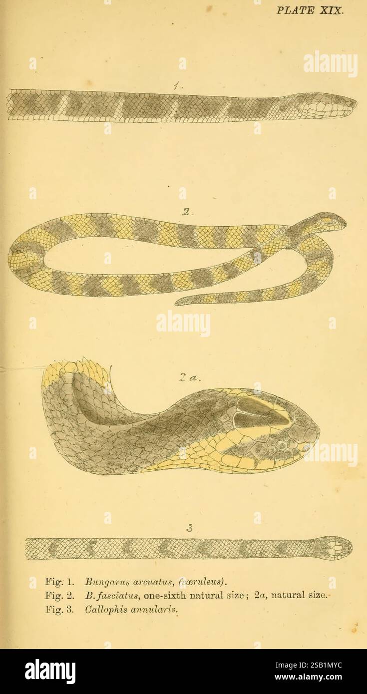 Indian snakes, Madras, Higginbotham, 1874, China, India, Snakes, South ...