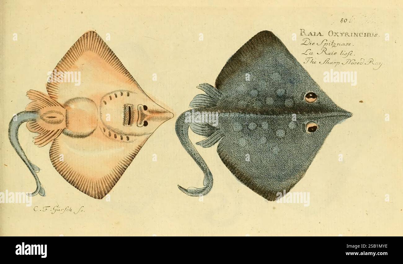 Right ray exhibits hi-res stock photography and images - Alamy