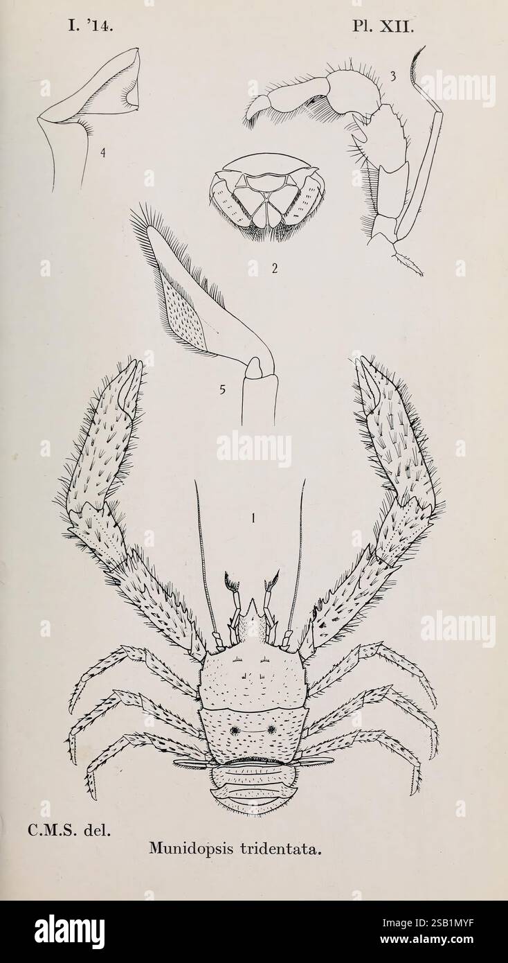 Decapoda, Reptantia, coasts, Ireland, London, 1914-21, decapod ...