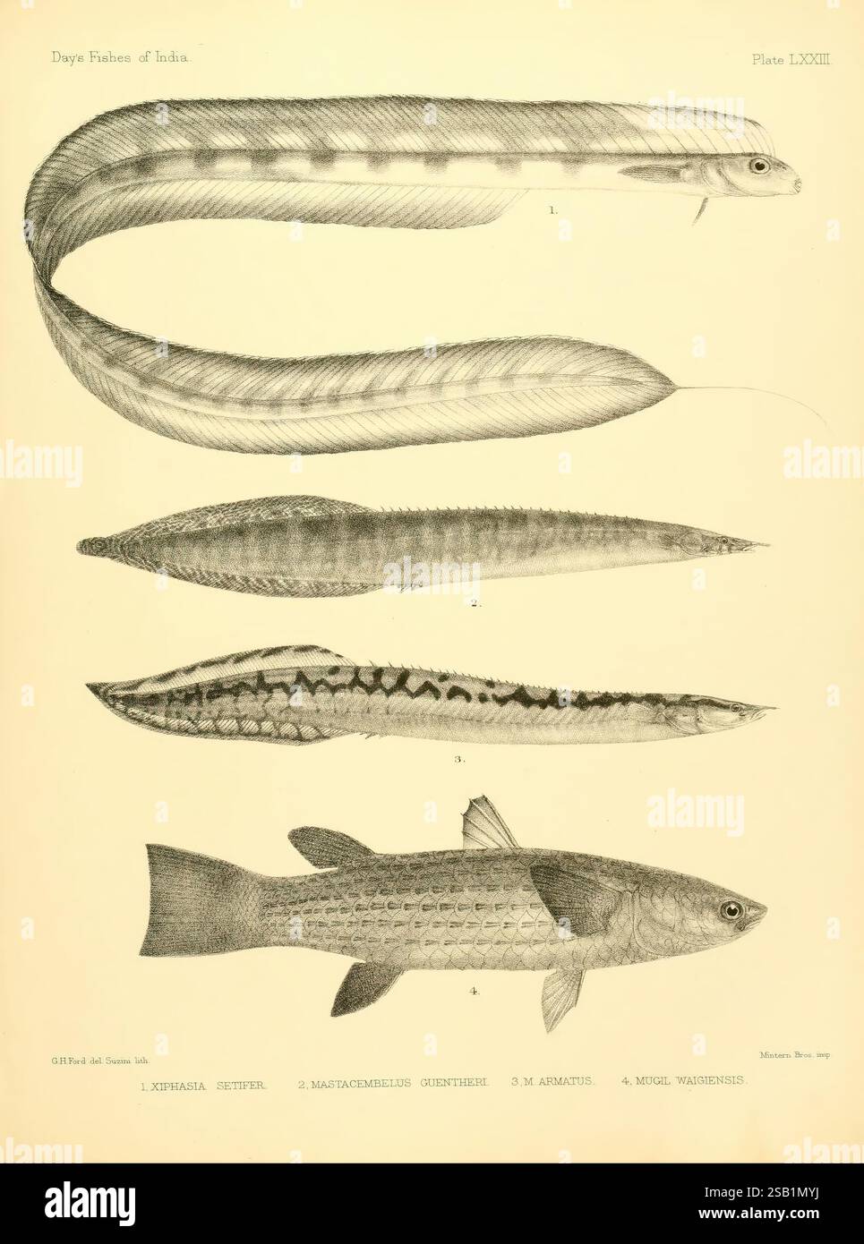 The fishes of India, [1875]-1878, India, Burma, Indian Ocean, Sri Lanka ...