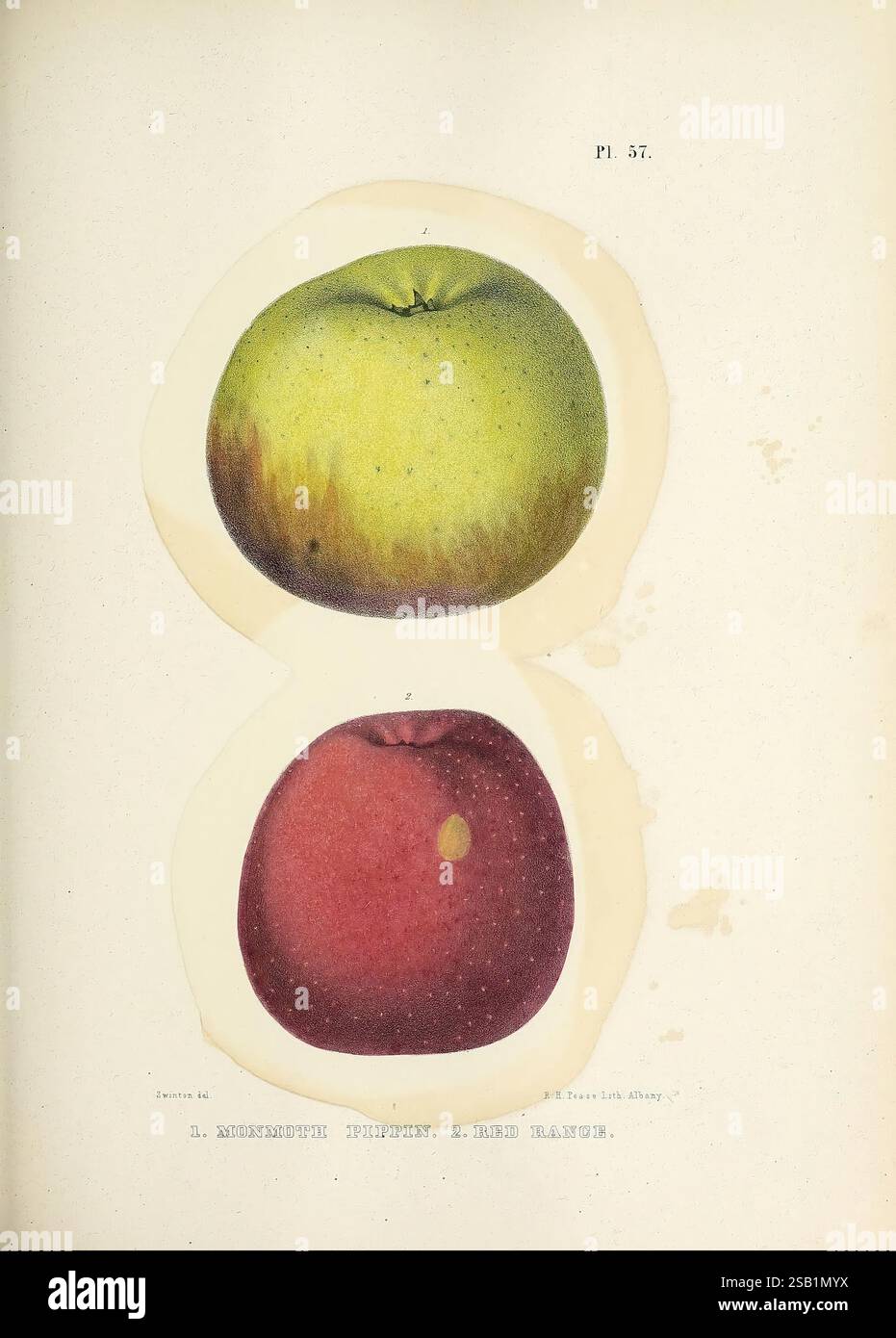 Within apple cultivars hi-res stock photography and images - Alamy