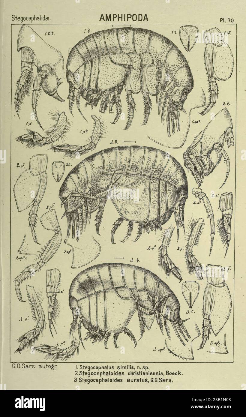 Includes depictions of three distinct species hi-res stock photography ...