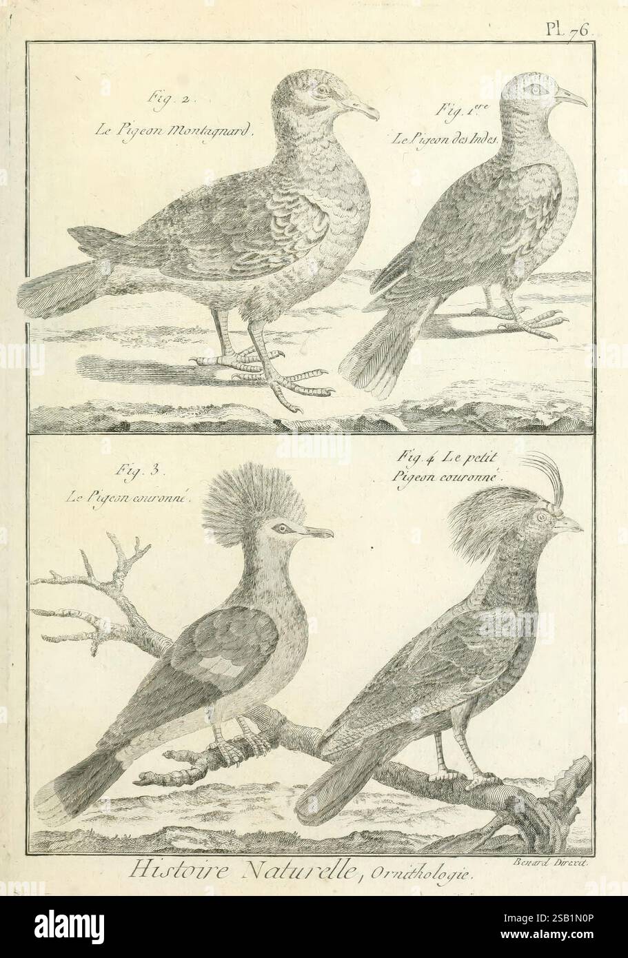 Upper section depicts two types hi-res stock photography and images - Alamy