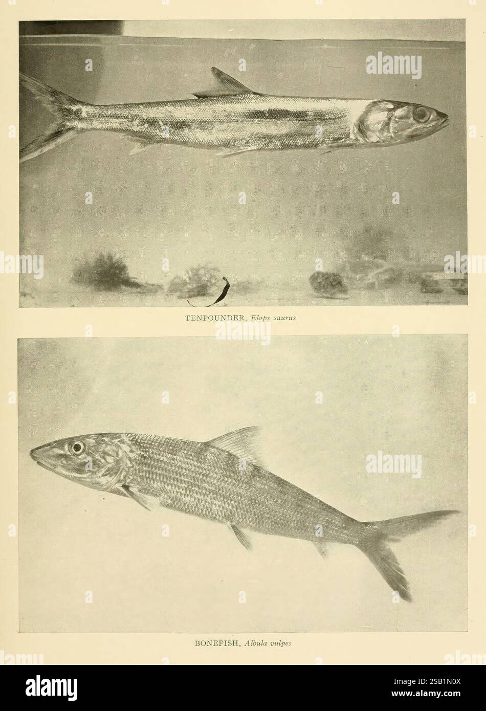 Albulavulpes hi-res stock photography and images - Alamy