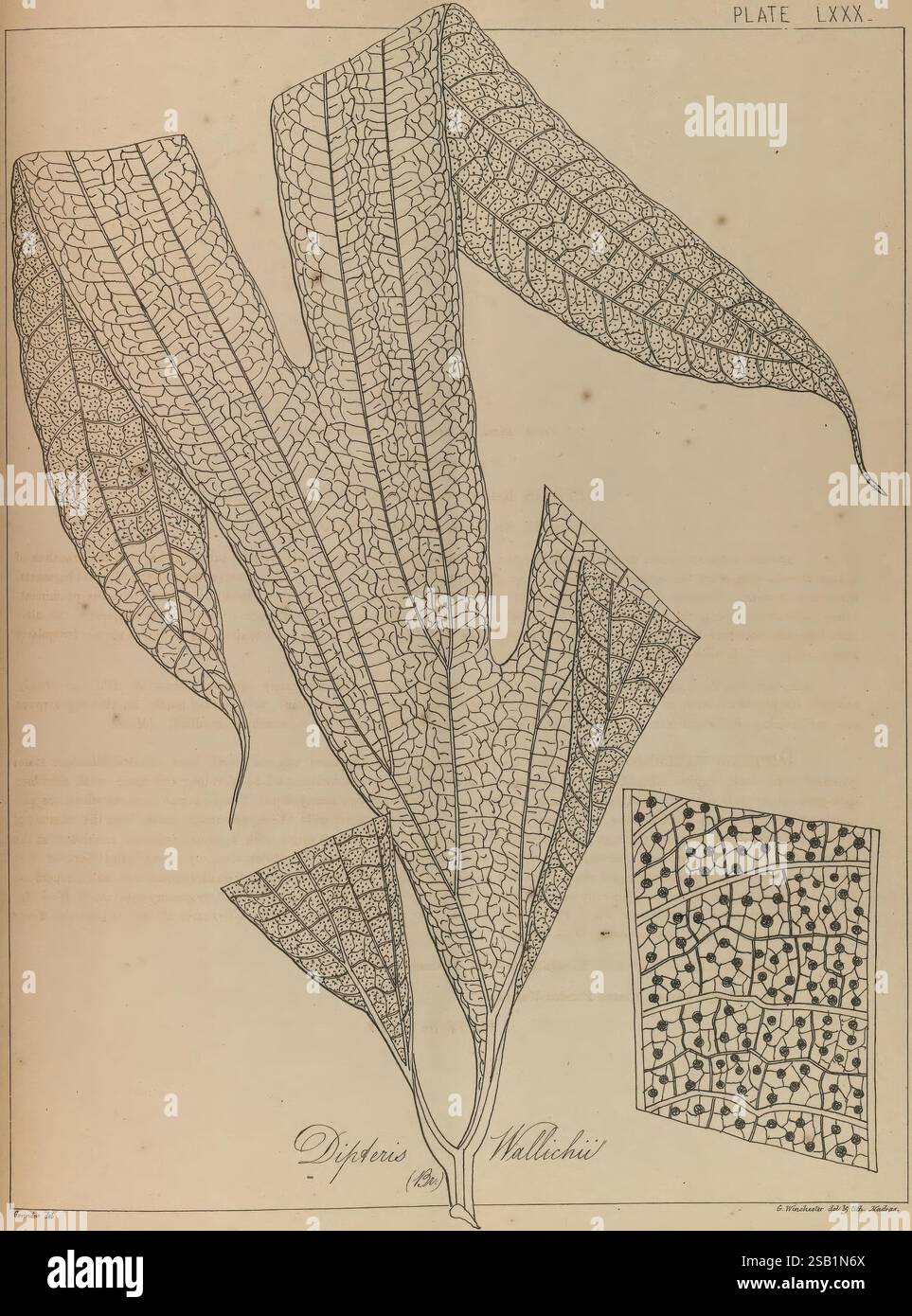 The ferns of British India, Madras, 1866, India, Pteridophyta,, A ...
