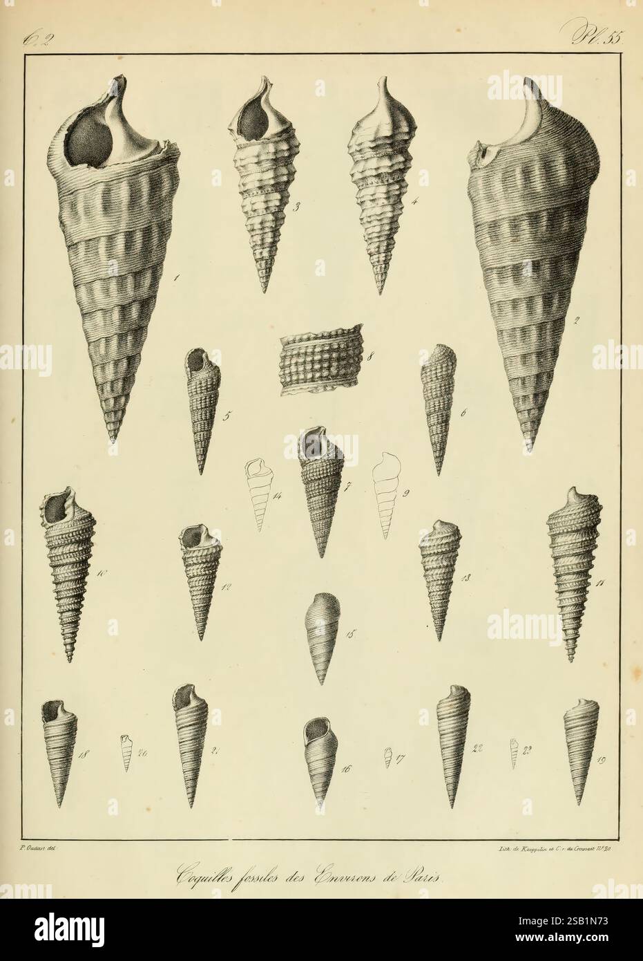 Bulla myosotis hi-res stock photography and images - Alamy