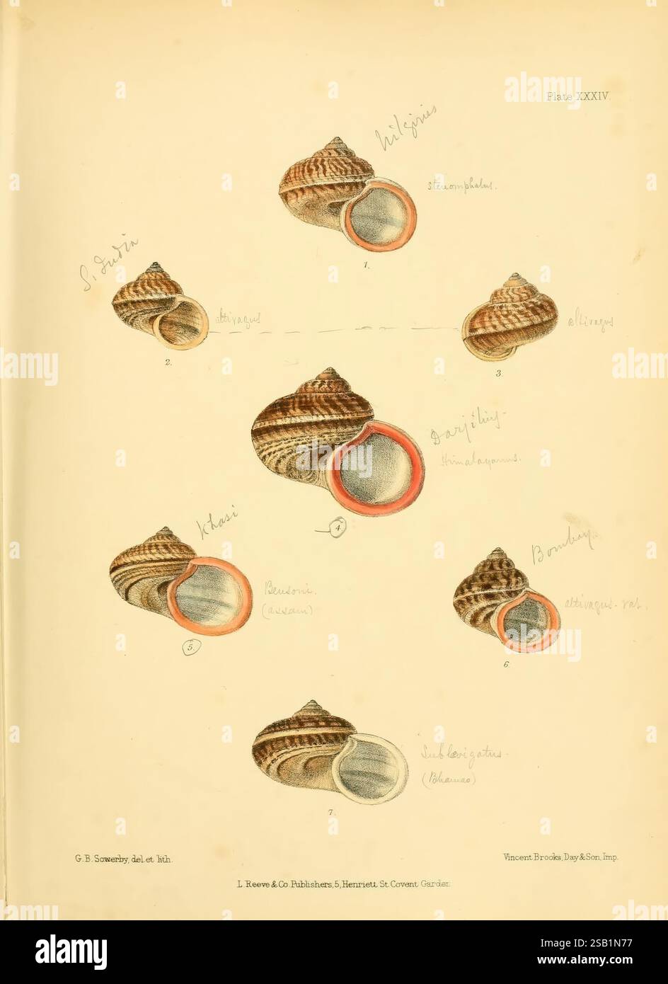 Conchologia Indica, London, 1870-1876, shells, India, mollusks, This ...