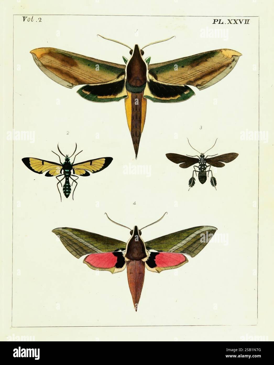 Illustrations of natural history London Printed for the author and sold ...