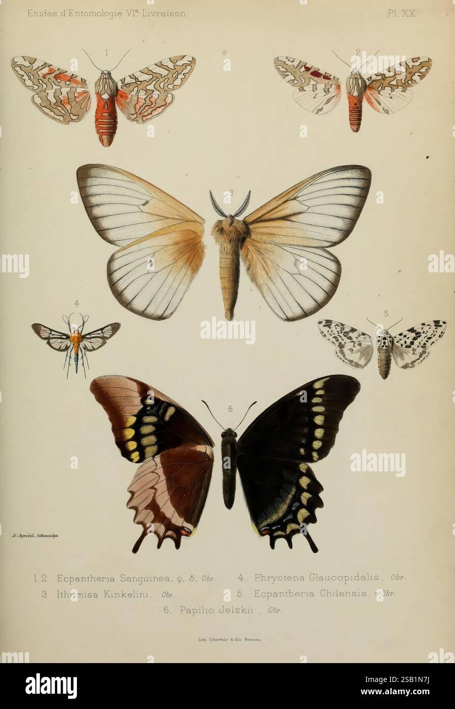 Diverse lepidopterans hi-res stock photography and images - Alamy