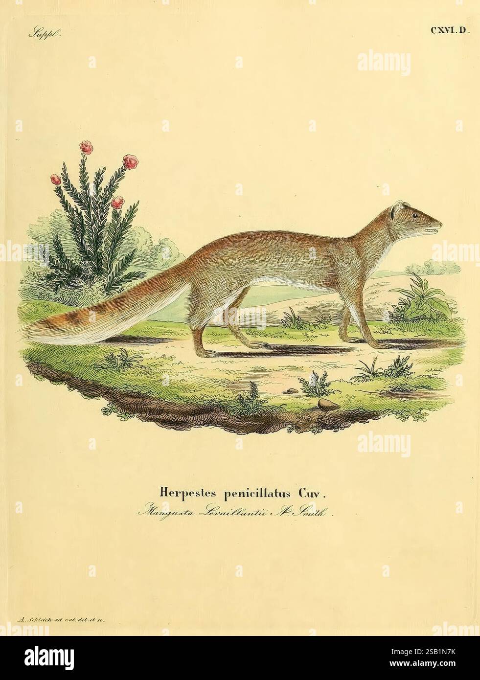 Herpestes penicillatus hi-res stock photography and images - Alamy