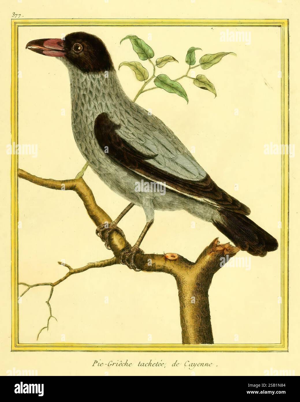 Crows sharp profile hi-res stock photography and images - Alamy