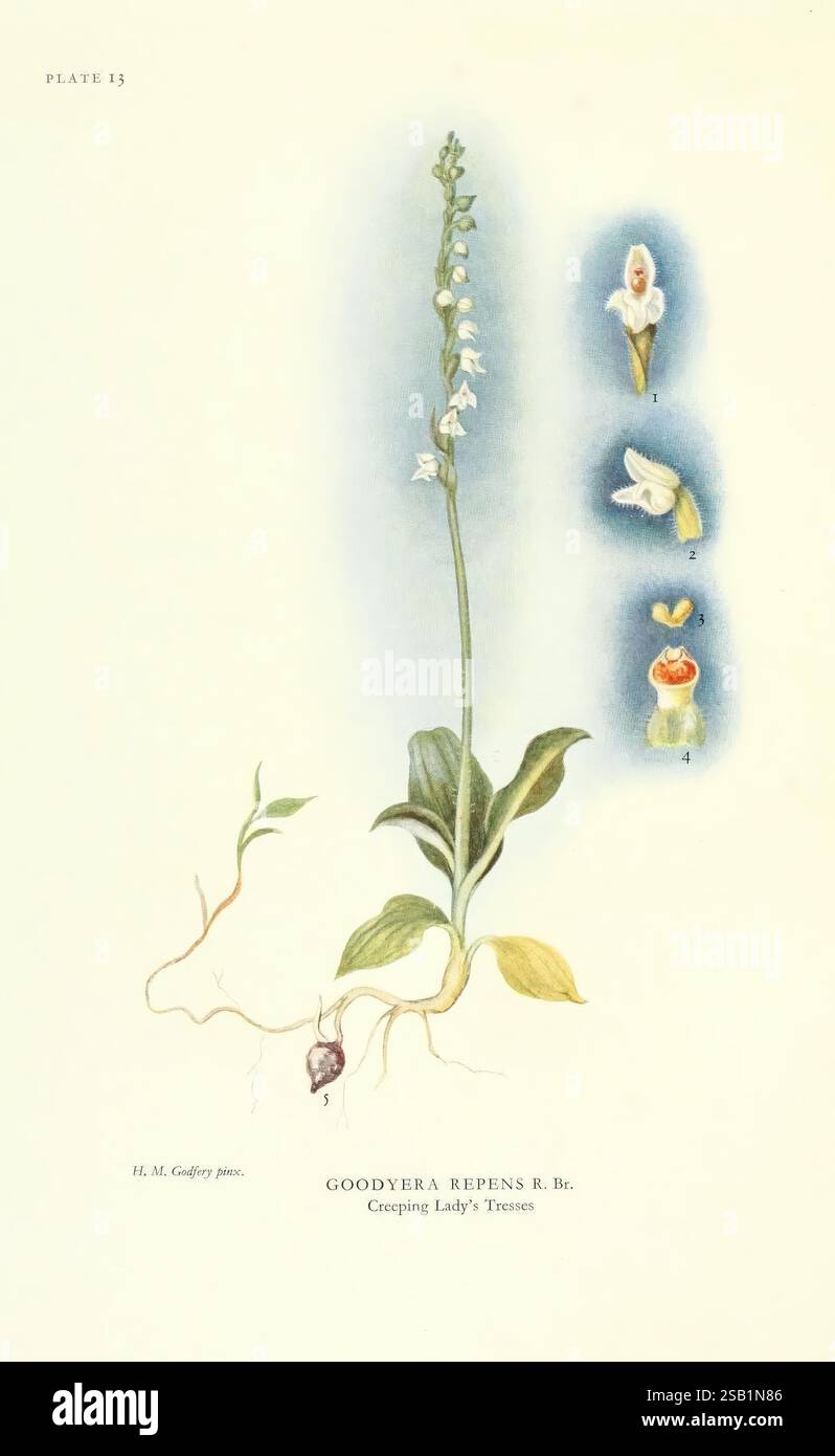 Monograph & Iconograph of Native British Orchidaceae, Cambridge ...