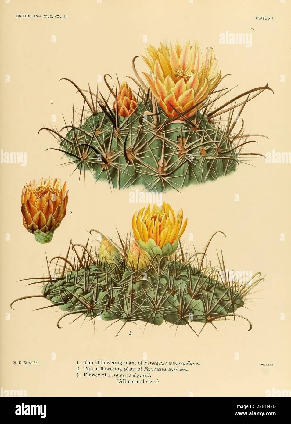 The Cactaceae, Washington, Carnegie Institution of Washington, 1919 ...