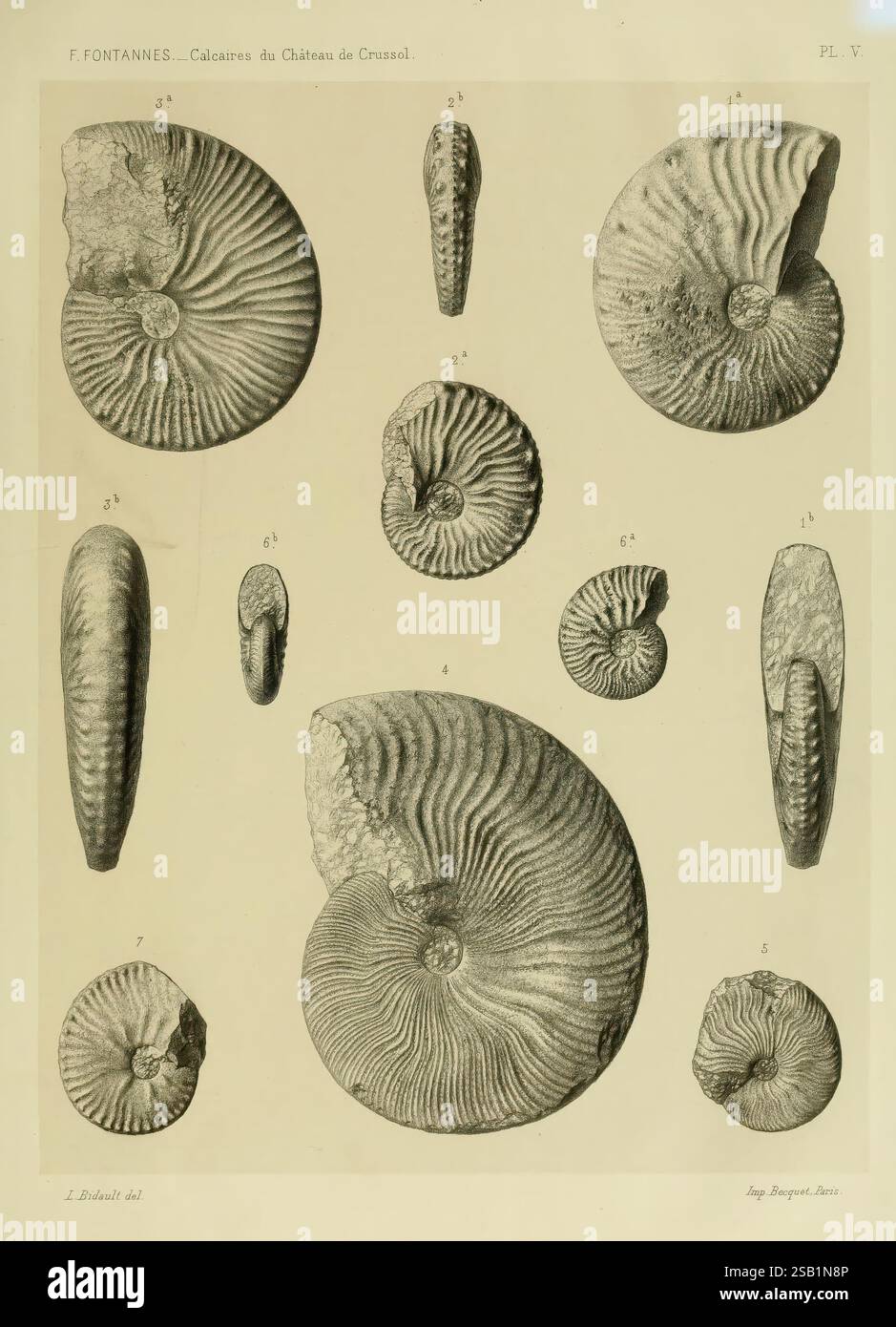Highlighting different species of ammonites hi-res stock photography ...
