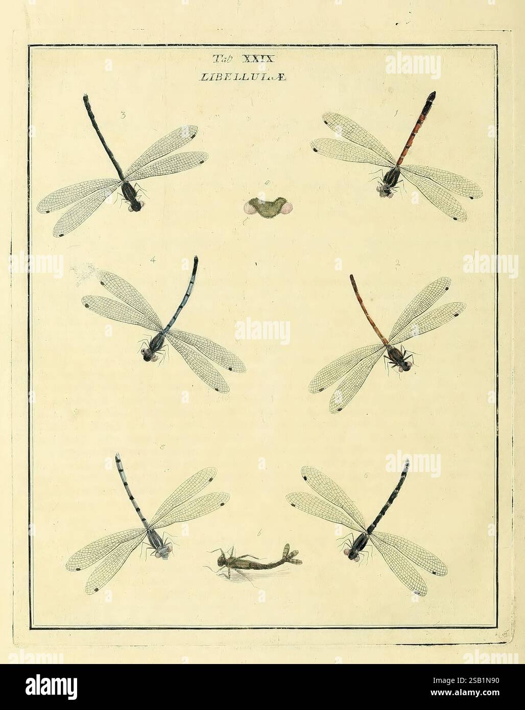 Top row displays three dragonflies hi-res stock photography and images ...