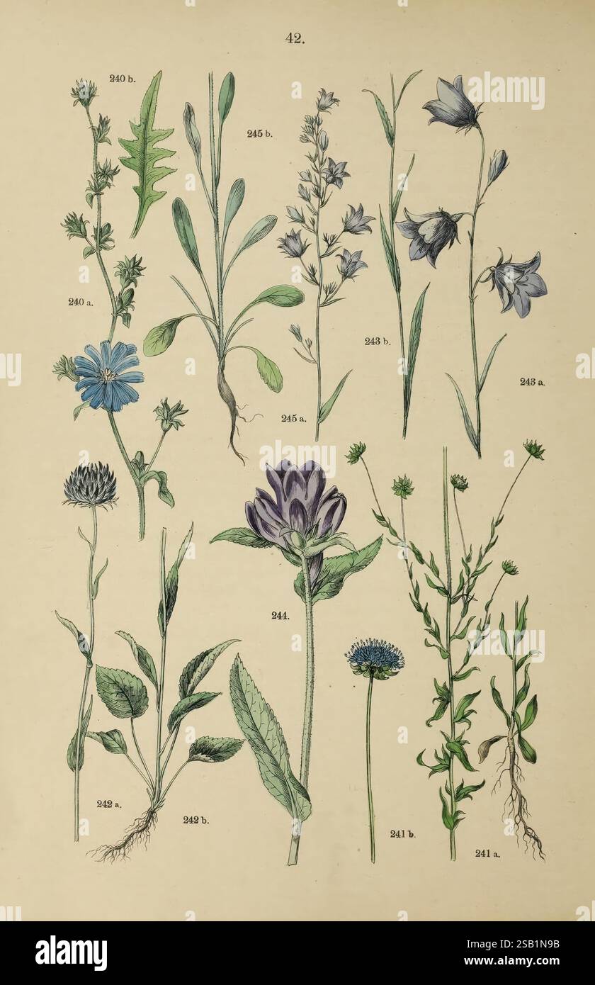 Botanischer, Bilder-Atlas, Nach, De Candolle's, Natürlichem ...