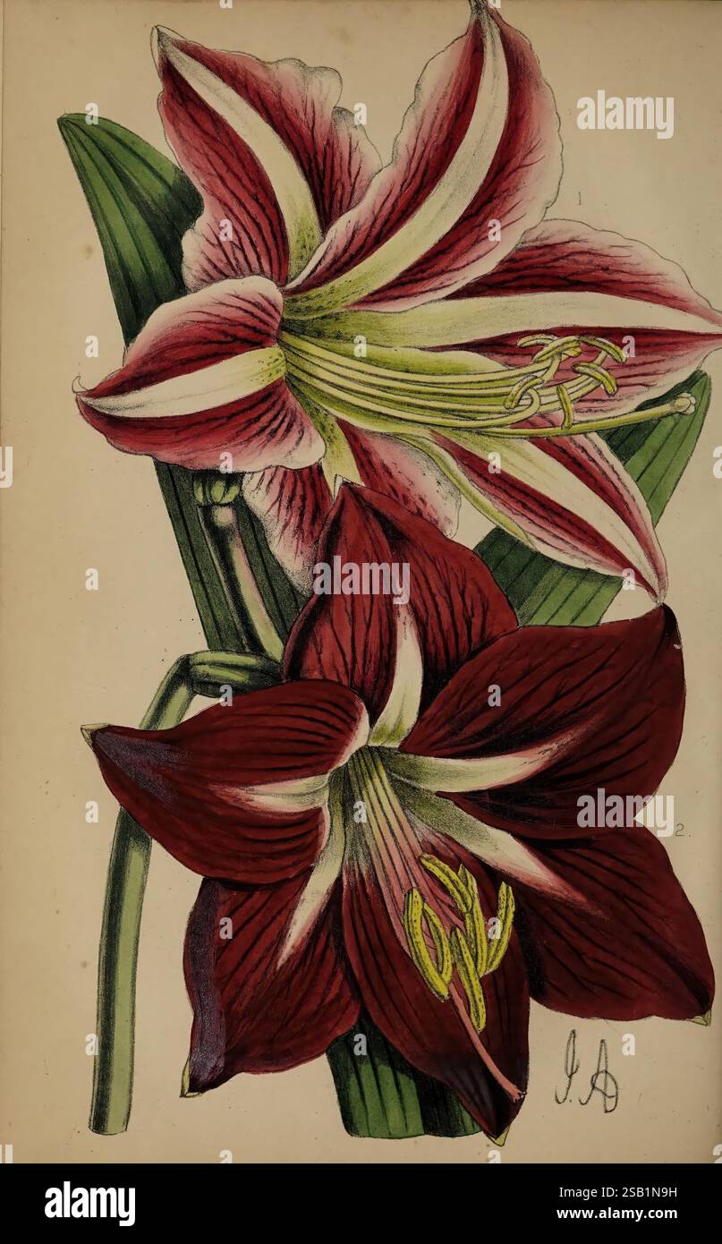 Creamy white markings radiate hi-res stock photography and images - Alamy