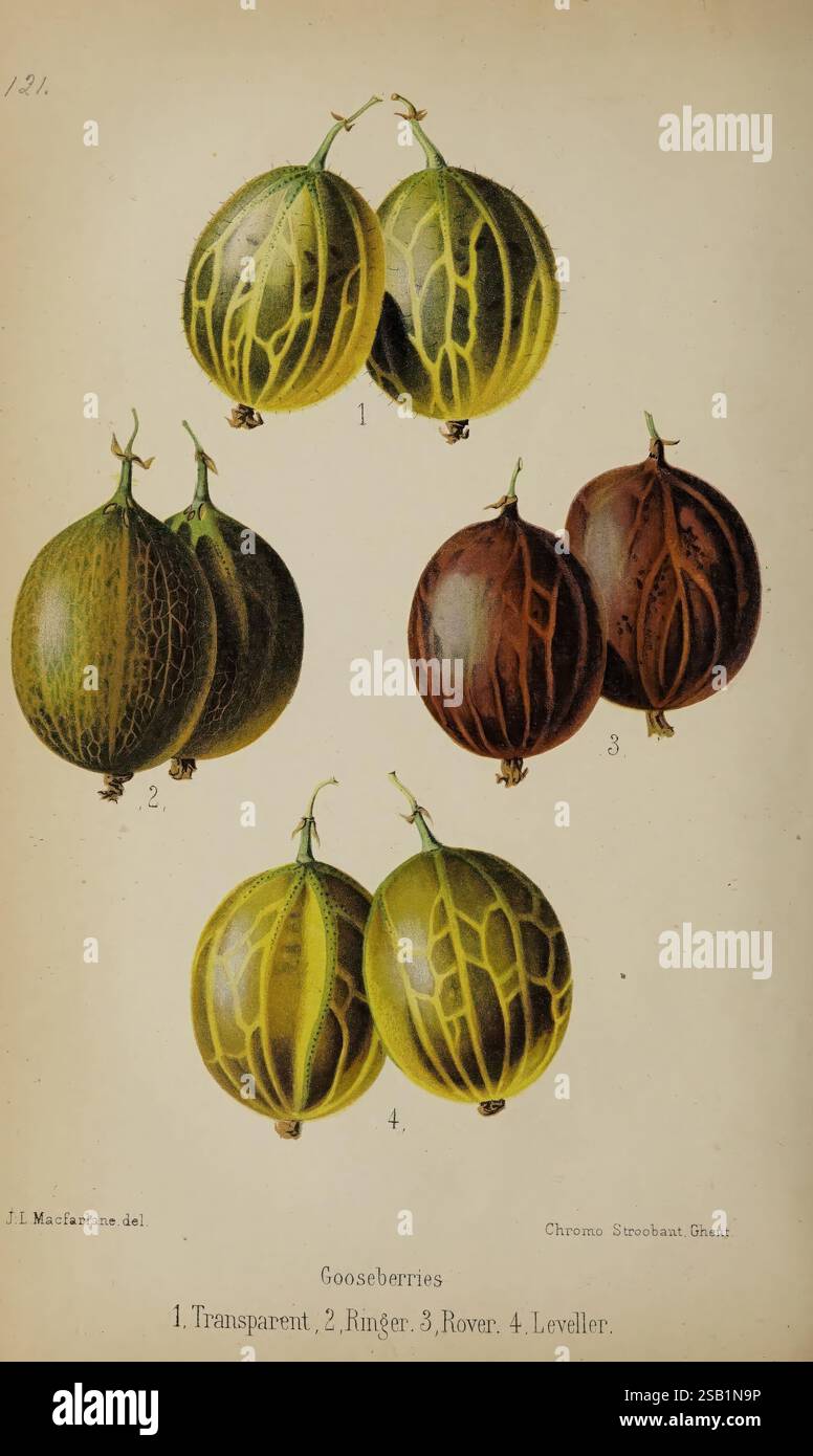 Bronzed specimen hi-res stock photography and images - Alamy