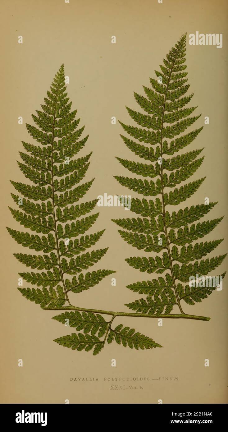 Illustration features two detailed specimens hi-res stock photography ...