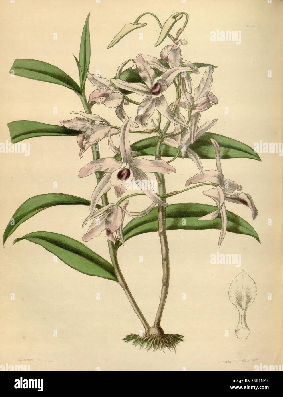 Orchids anatomical structure hi-res stock photography and images - Alamy