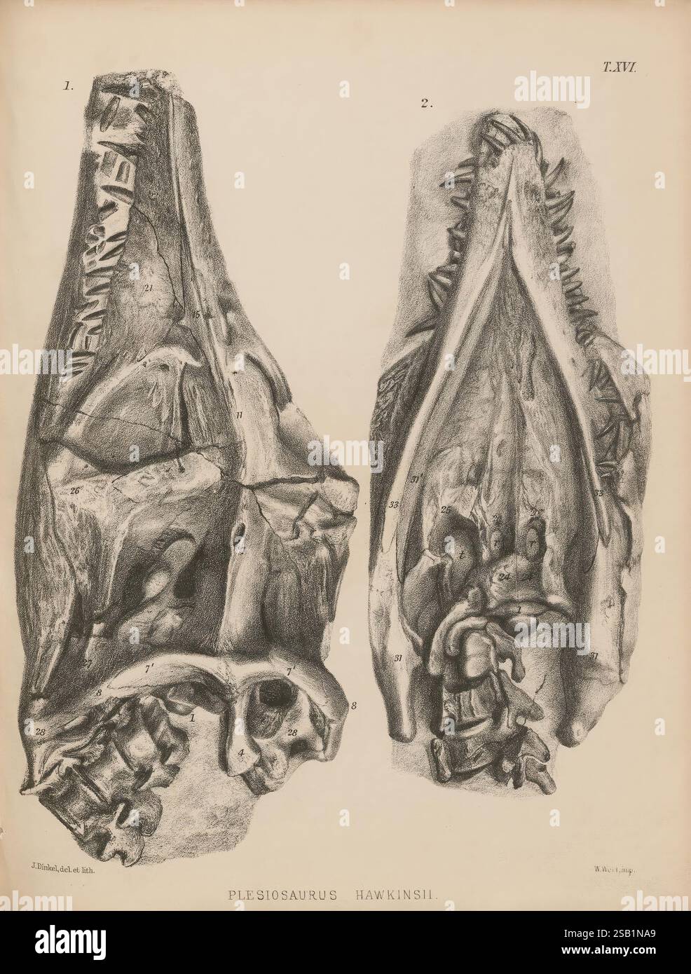 A history of British fossil reptiles, London, Cassell & Company Limited ...