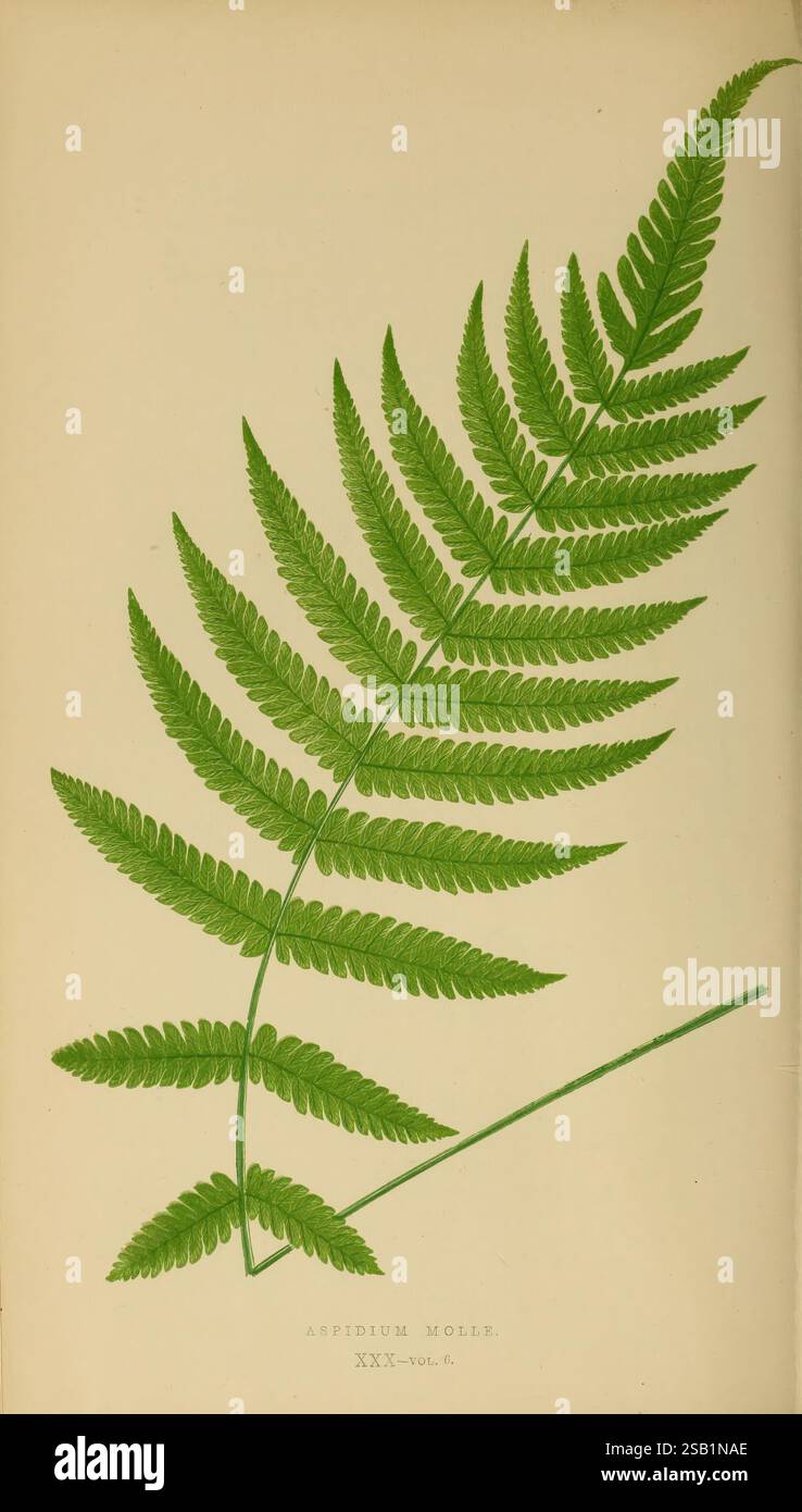 Aspidium molle hi-res stock photography and images - Alamy