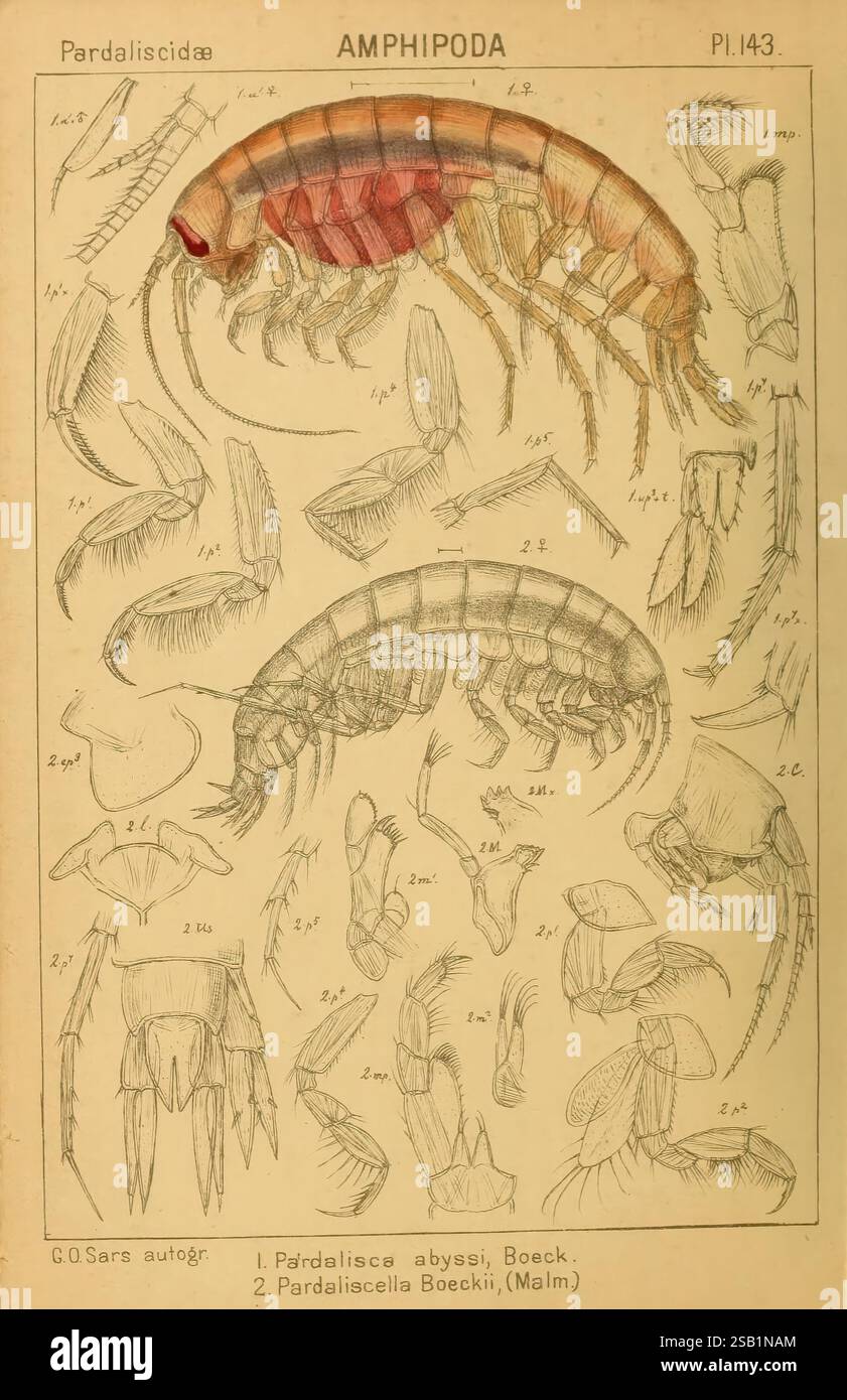 An account of the Crustacea of Norway, Christiania, A. Cammermeyer ...
