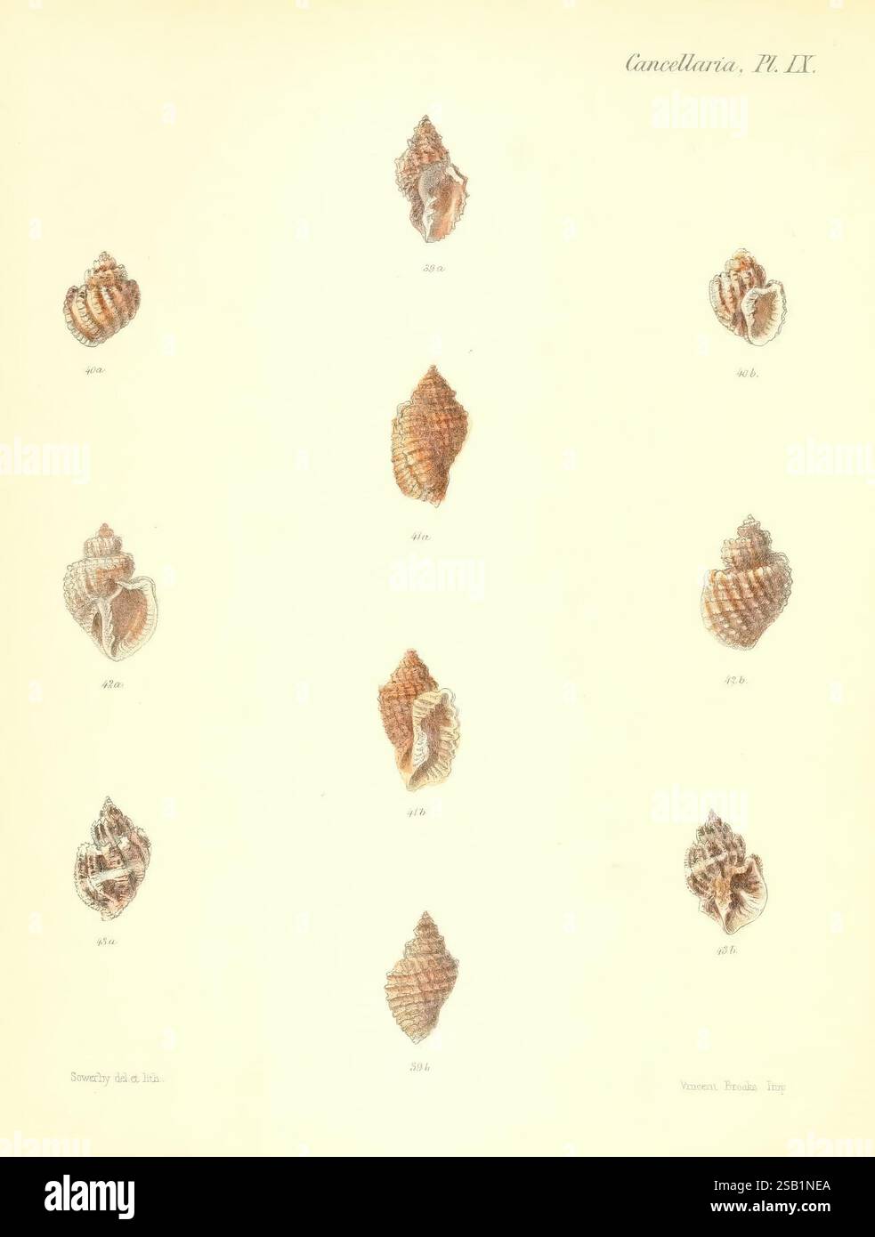 Lower shells exhibit hi-res stock photography and images - Alamy