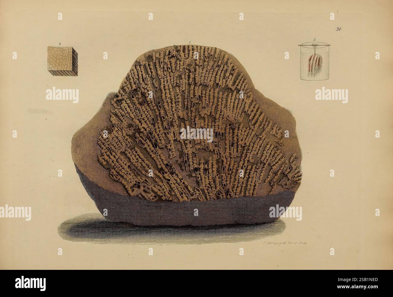 A pictorial atlas of fossil remains, 1850, paleontology, pictorial ...