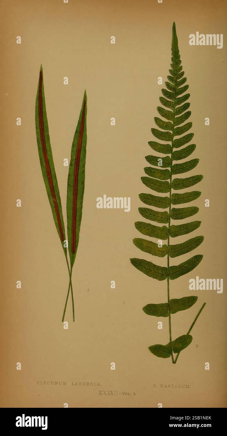 Classic pinnate structure hi-res stock photography and images - Alamy