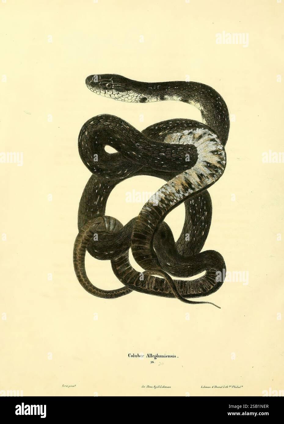 North American herpetology. v.1 Philadelphia, J. Dobson, 1836-1840 ...