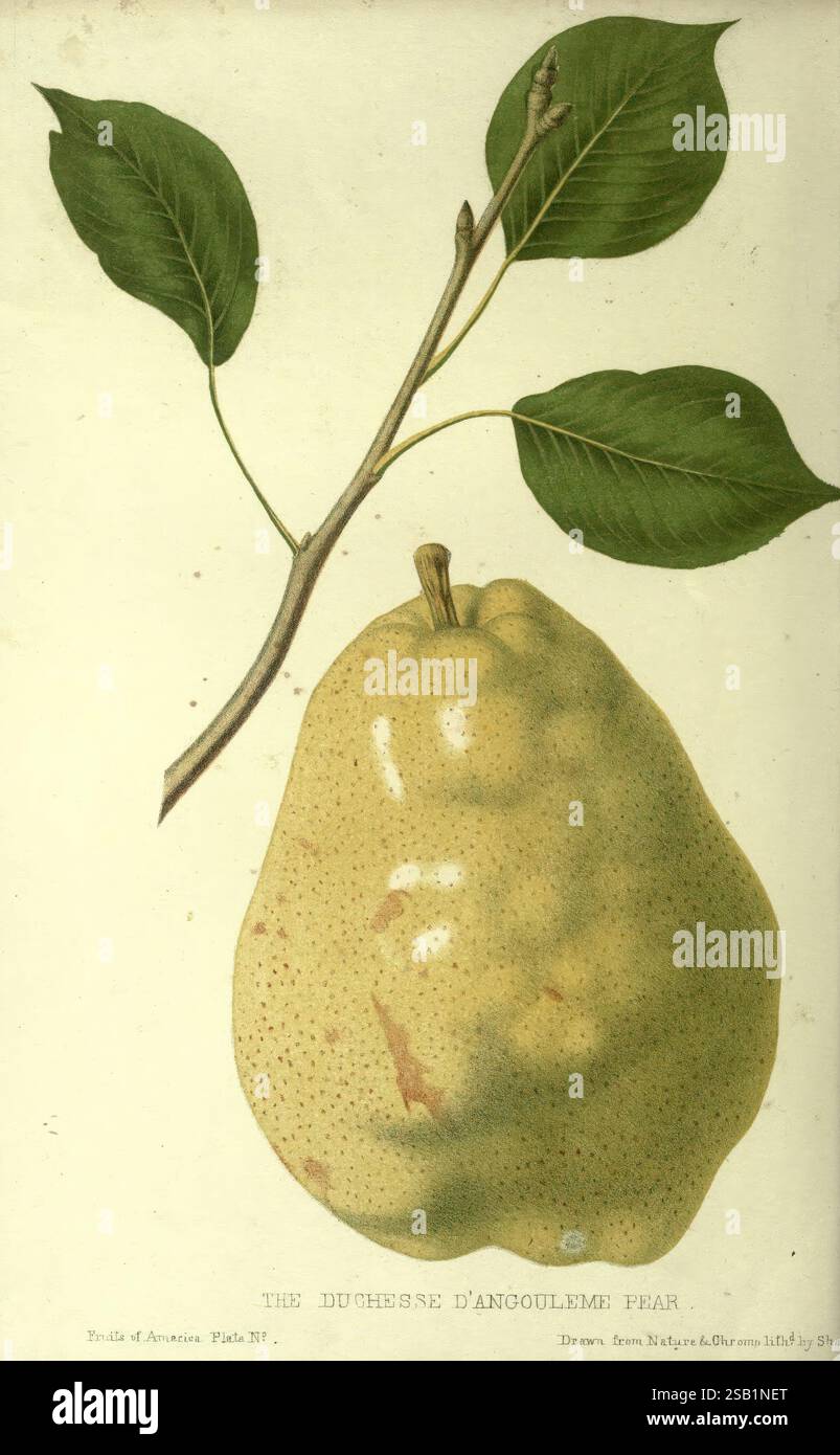 Pears unique texture hi-res stock photography and images - Alamy