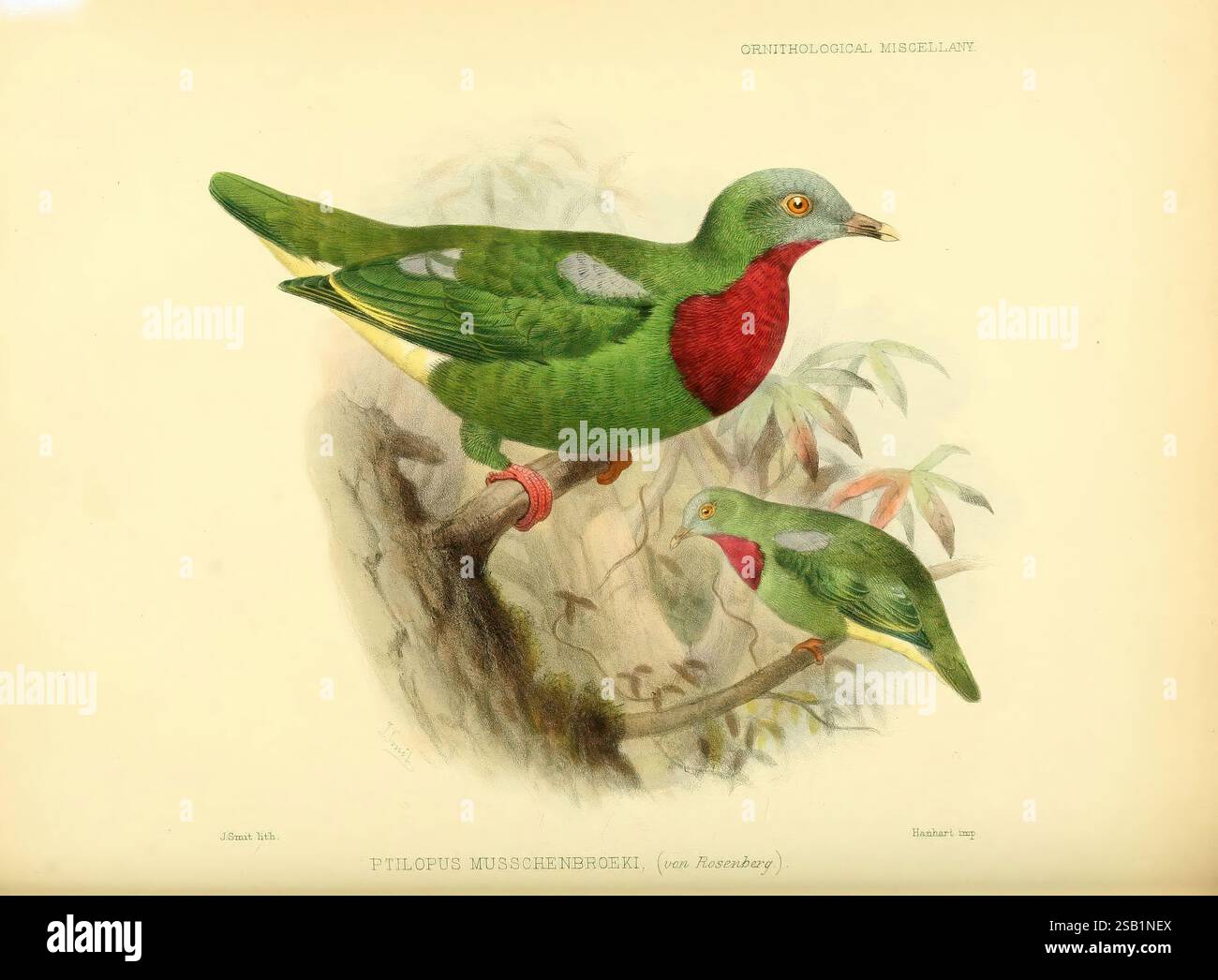 Smaller companion also displays hi-res stock photography and images - Alamy