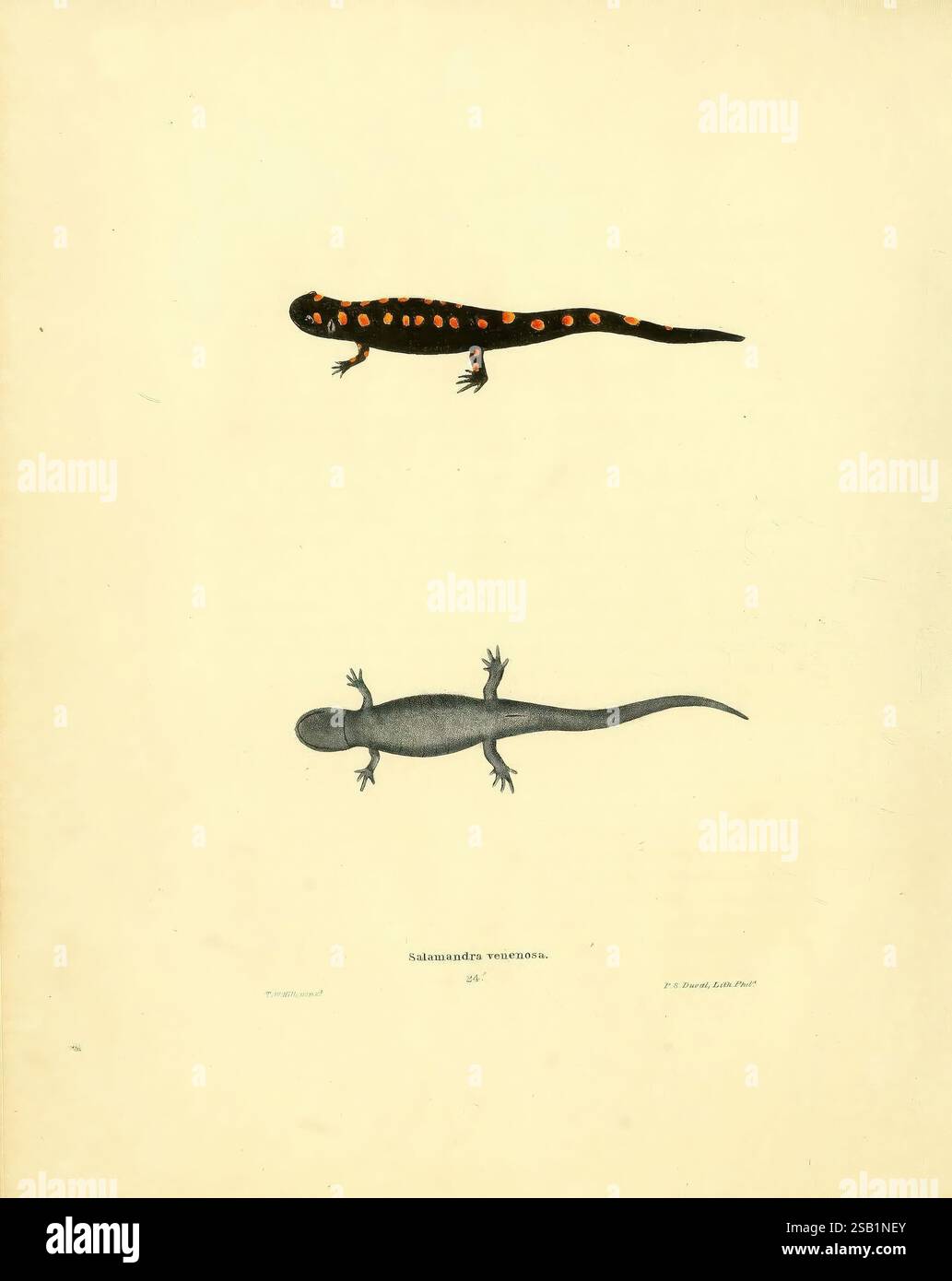 North American herpetology, v. 3. Philadelphia, J. Dobson, 1836-1840 ...