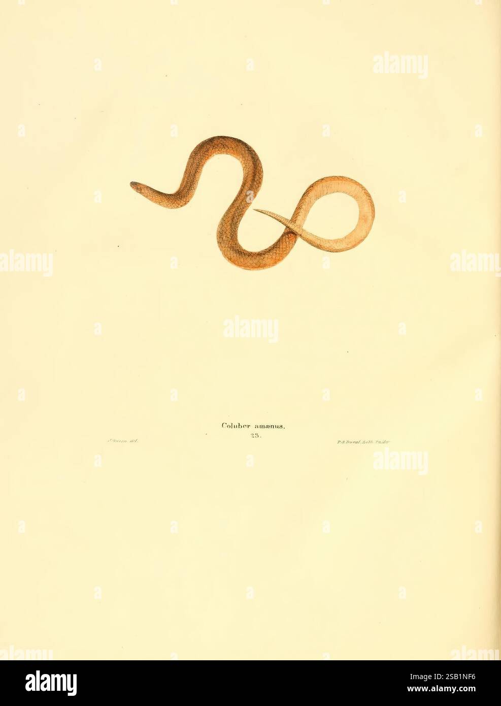 North American herpetology, Philadelphia, J. Dobson, 1836-1840 ...