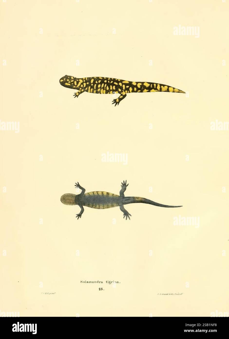 North American Herpetology Philadelphia J. Dobson 1836-1840 United ...