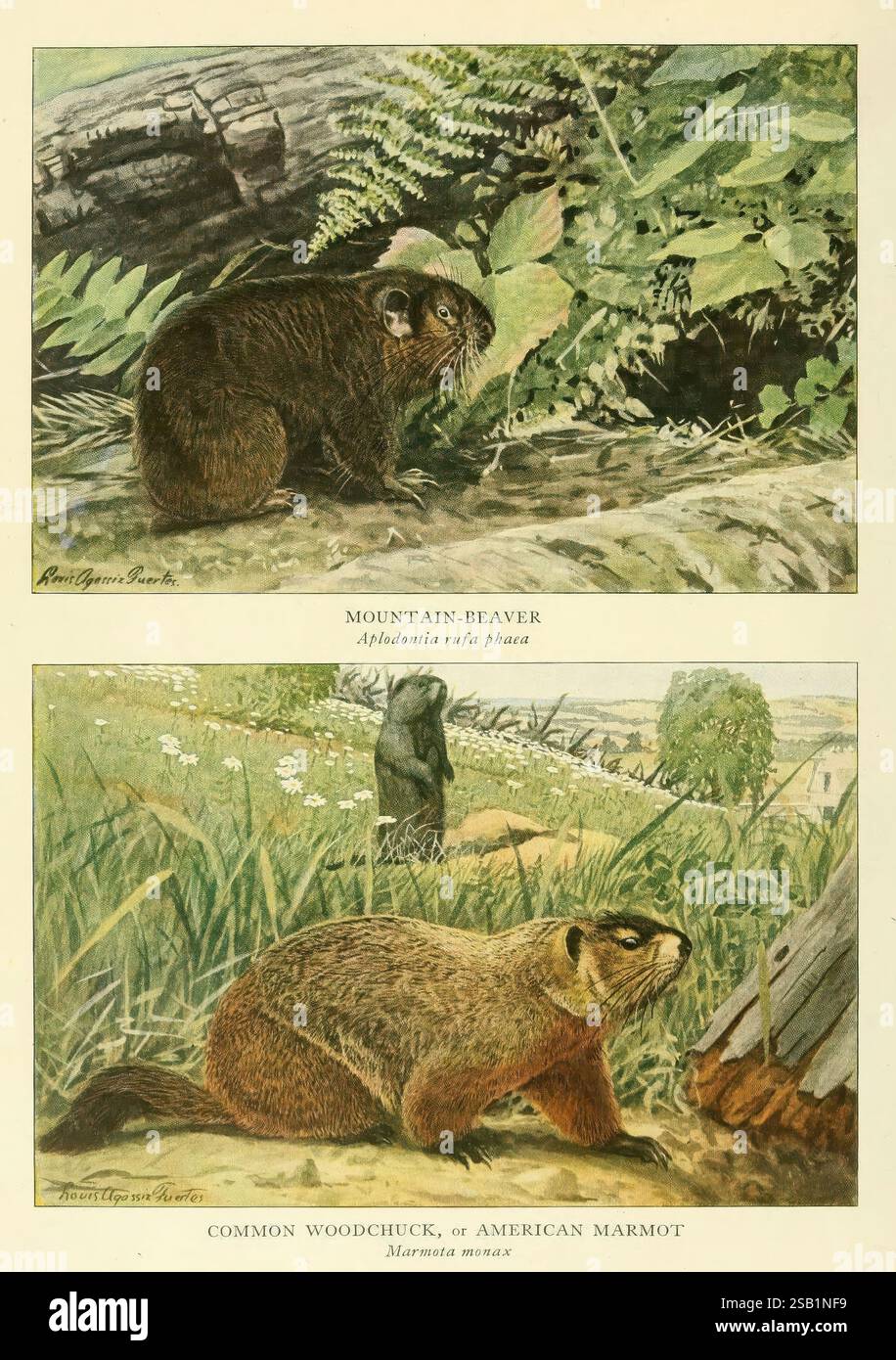 Wild animals of North America Washington, D.C. mammals North America ...