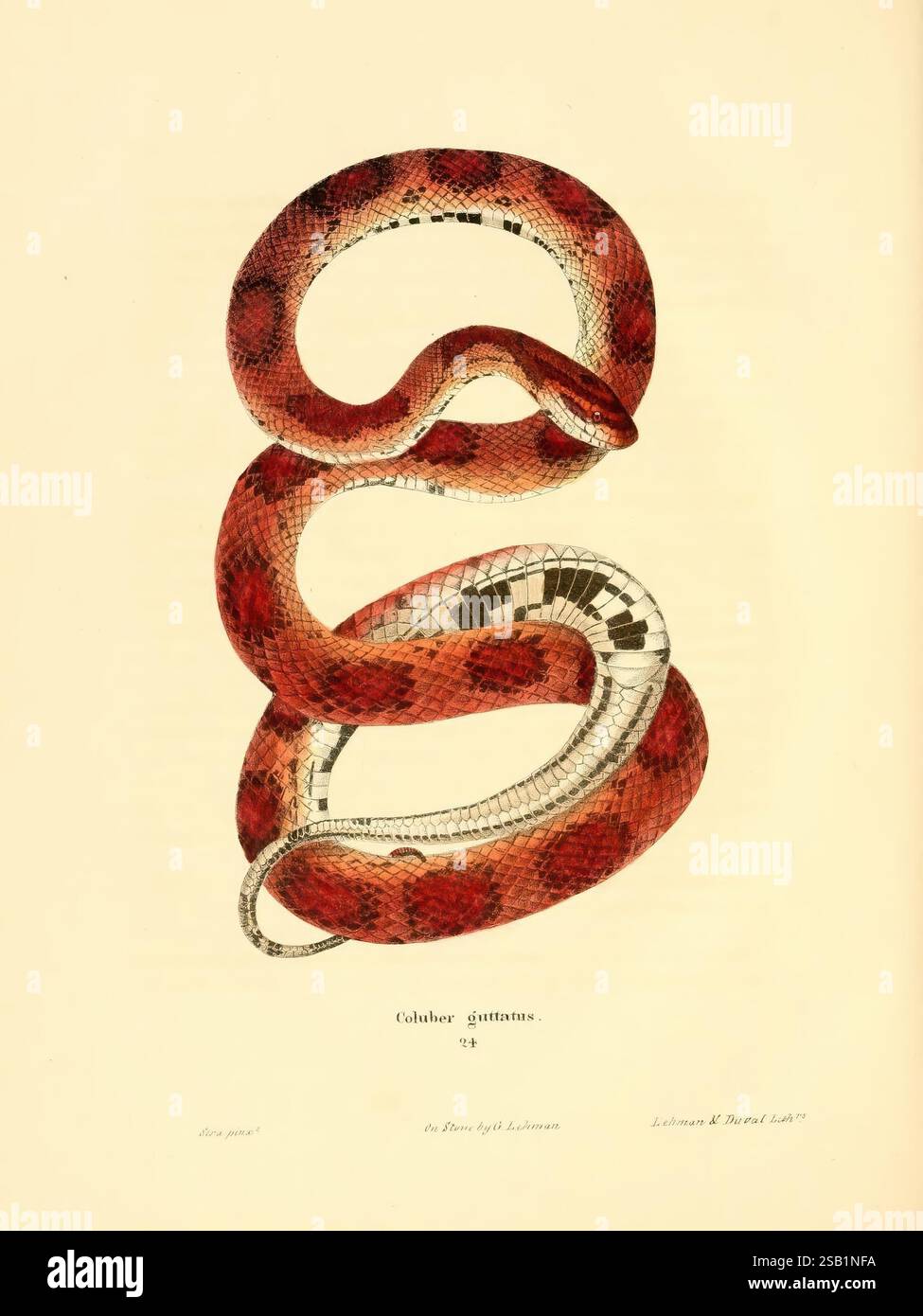 North American herpetology, Philadelphia, J. Dobson, 1836-1840 ...