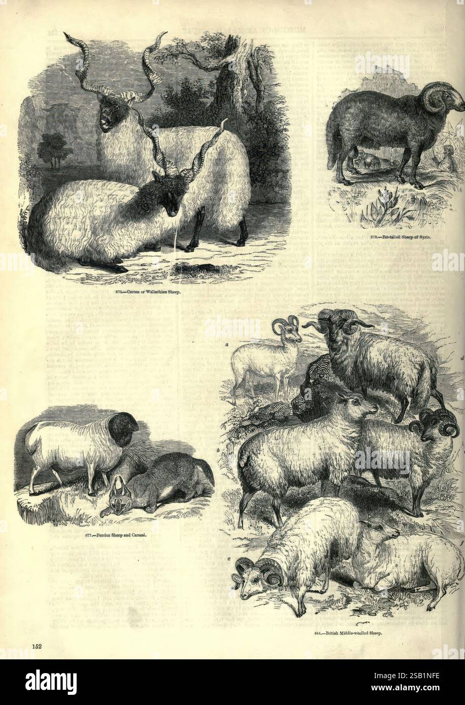 The pictorial museum of animated nature London, C. Cox, [1844 ...