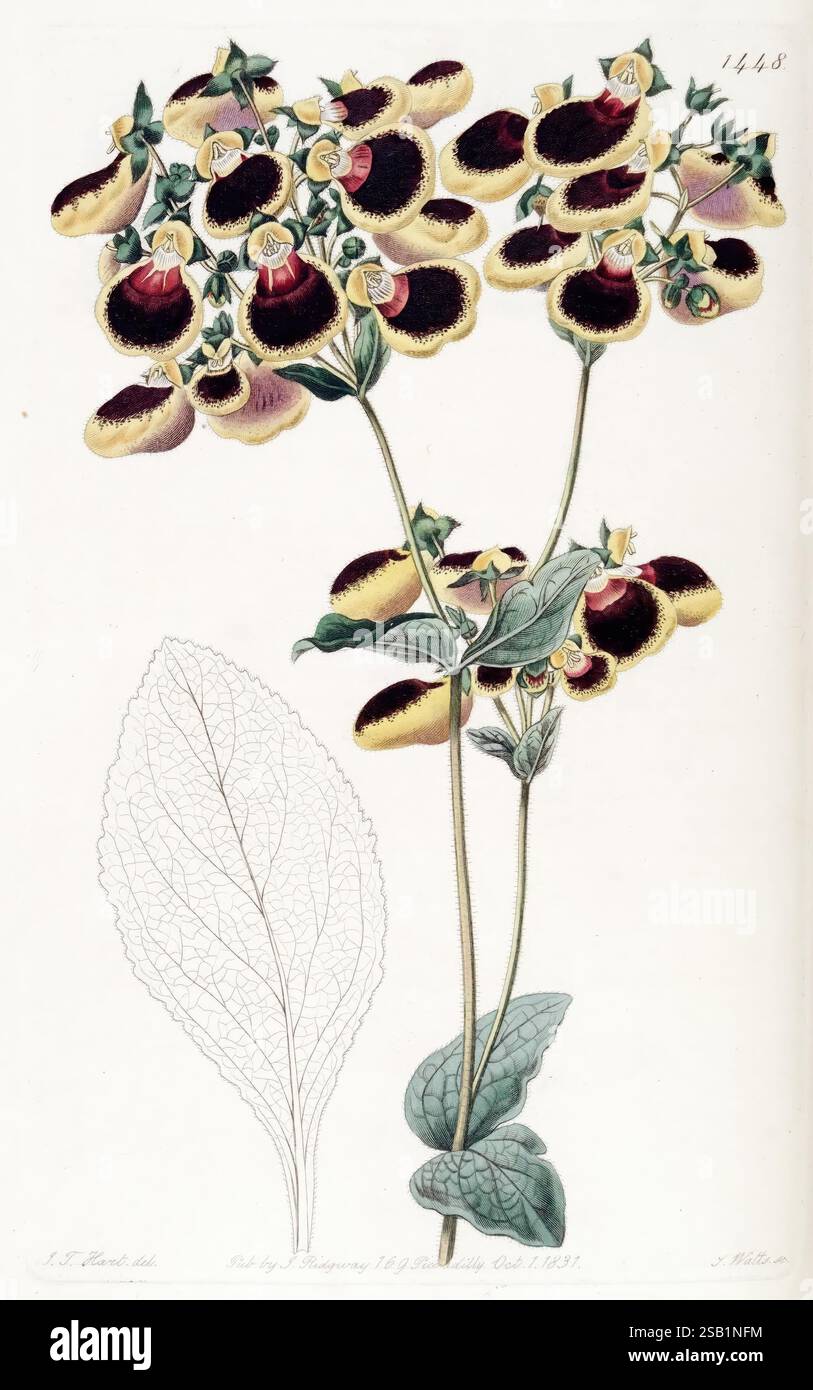 Edwards's botanical register London, James Ridgway, 1829-1847 1829 19th ...