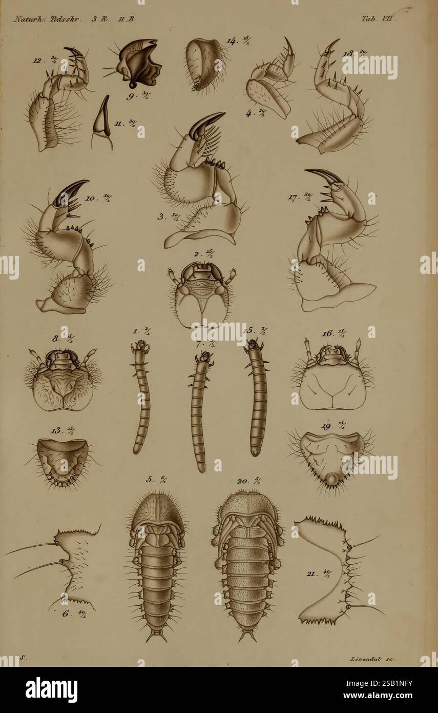 De metamorphosi eleutheratorum observationes, Kjøbenhavn, Thieles ...