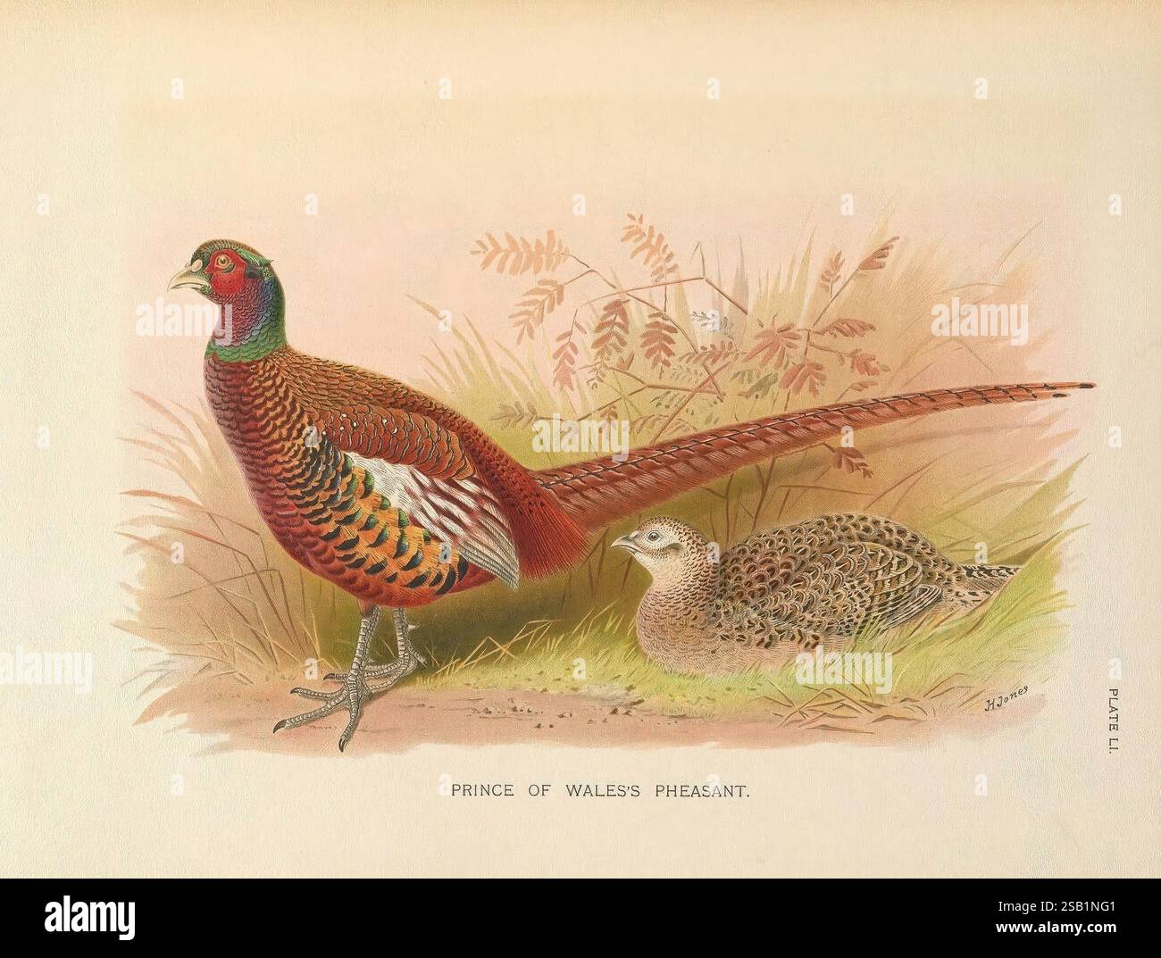 Waless pheasant hi-res stock photography and images - Alamy
