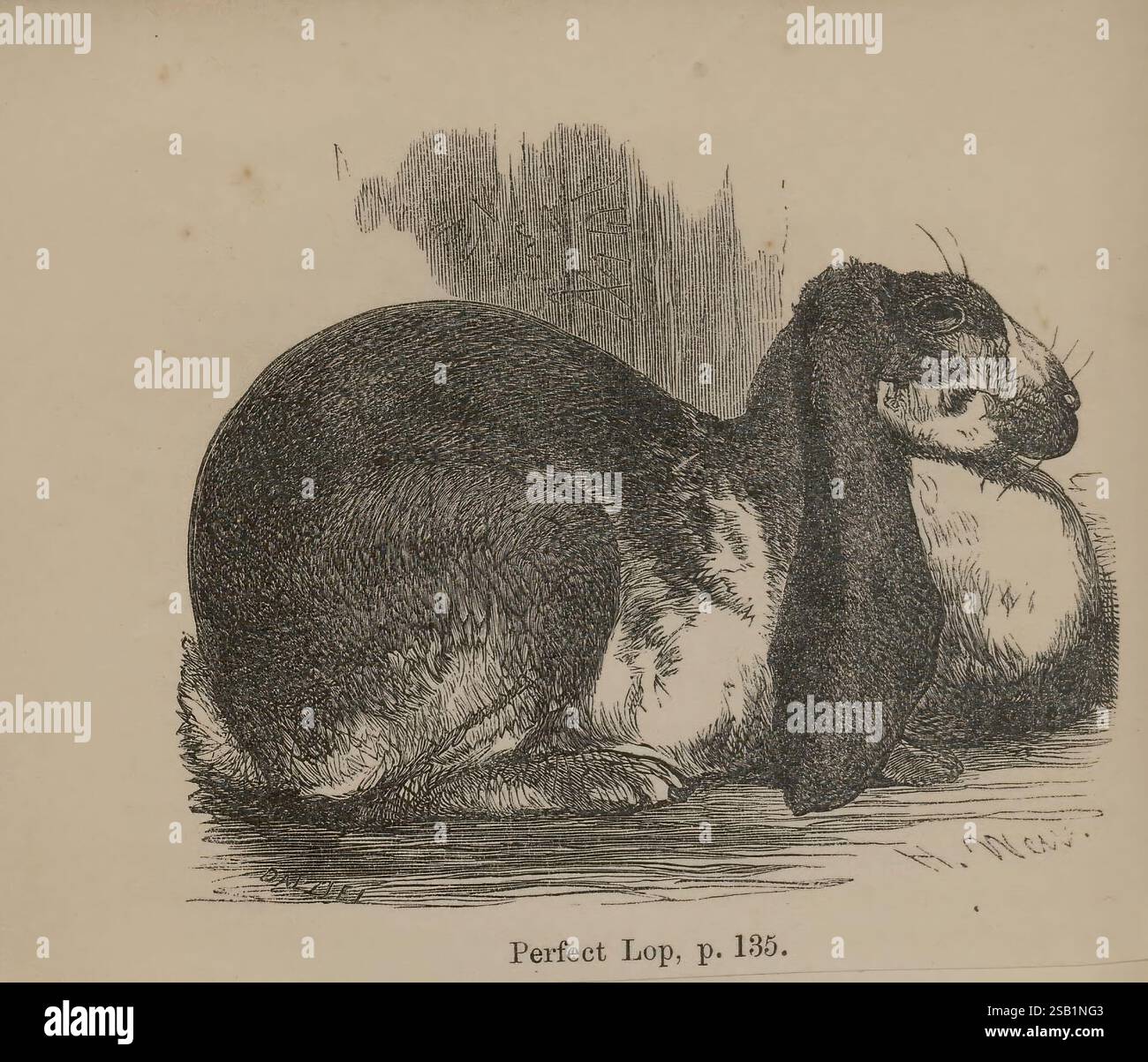 Rabbits features hi-res stock photography and images - Alamy